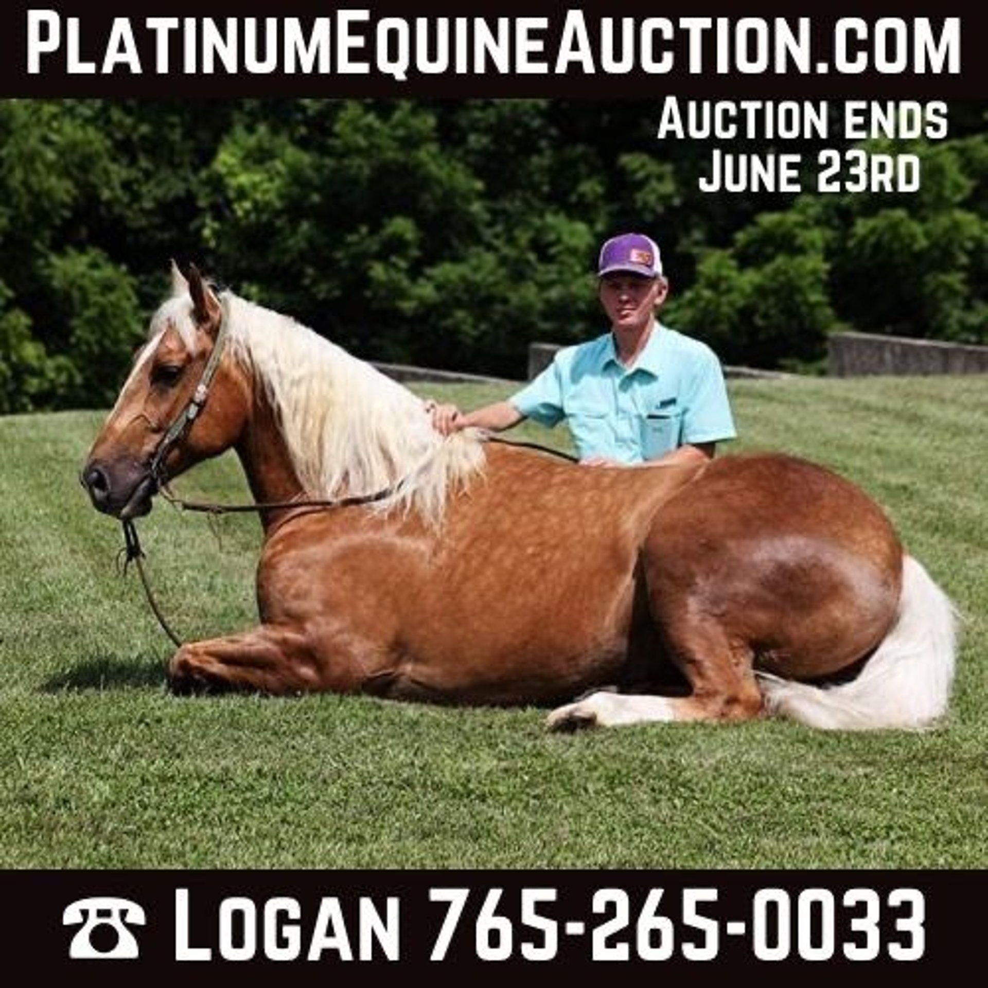 Draft Horse Gelding 7 years 15,2 hh Palomino in Level Green Ky