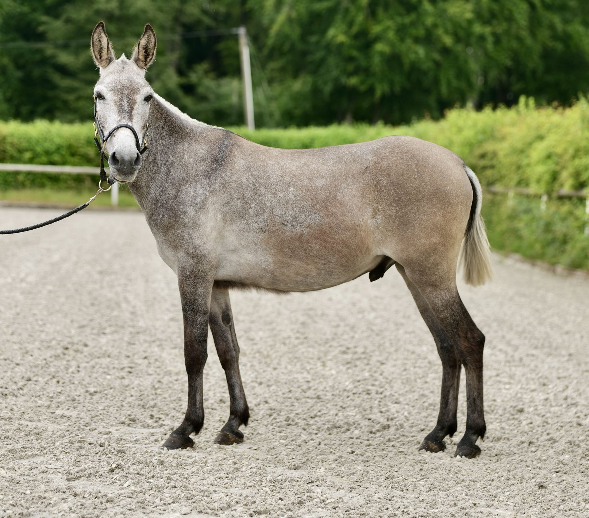 Mule Gelding 4 years 13,1 hh Gray in Neustadt (Wied)