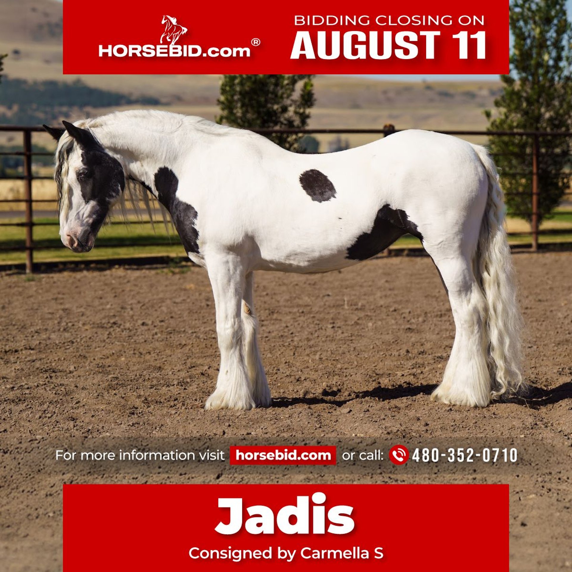 Gypsy Horse Mare 19 years 15,2 hh in Smithfield, UT