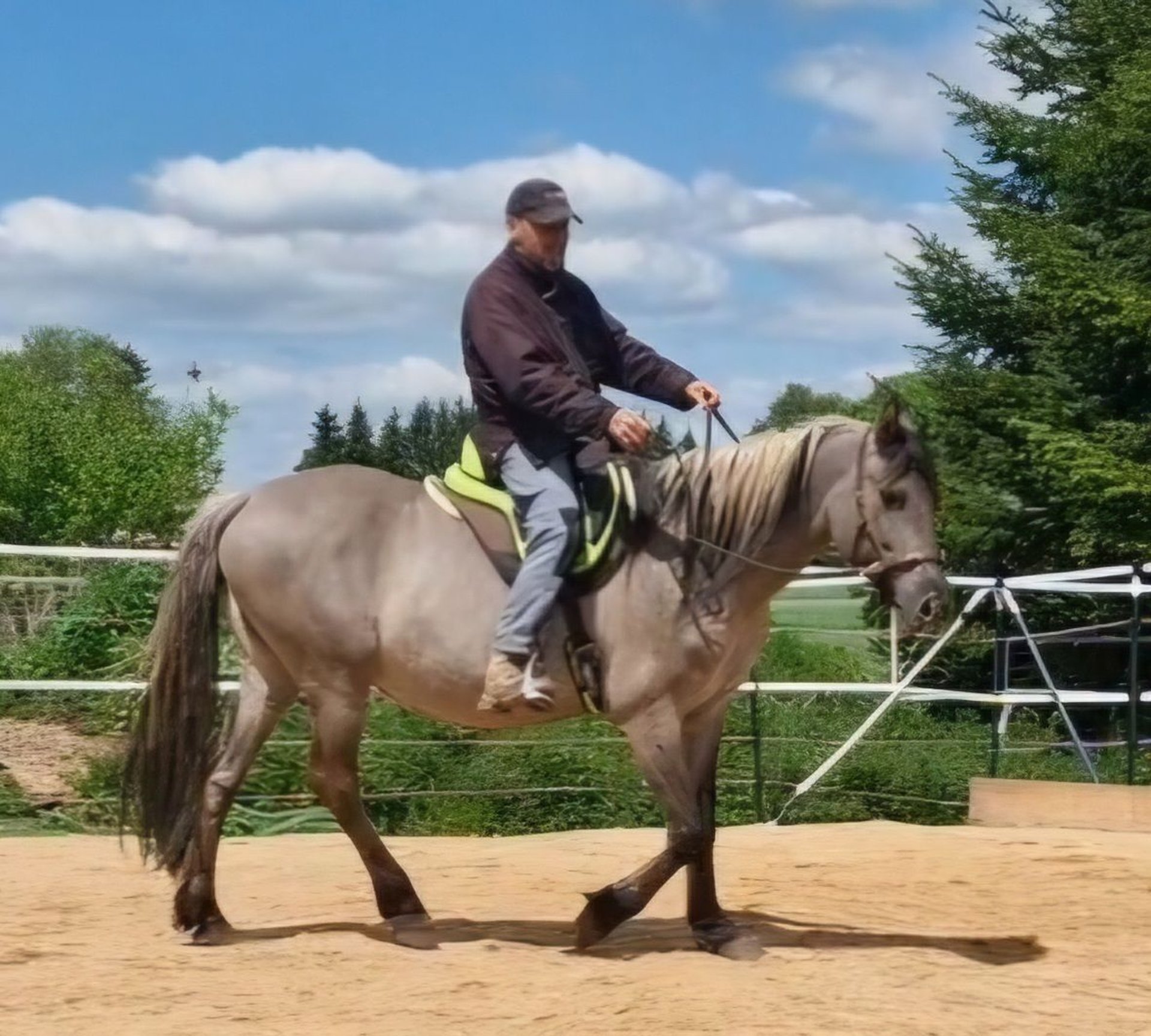 Mustang (american) Mare 12 years 15,1 hh Grullo in Arnshöfen