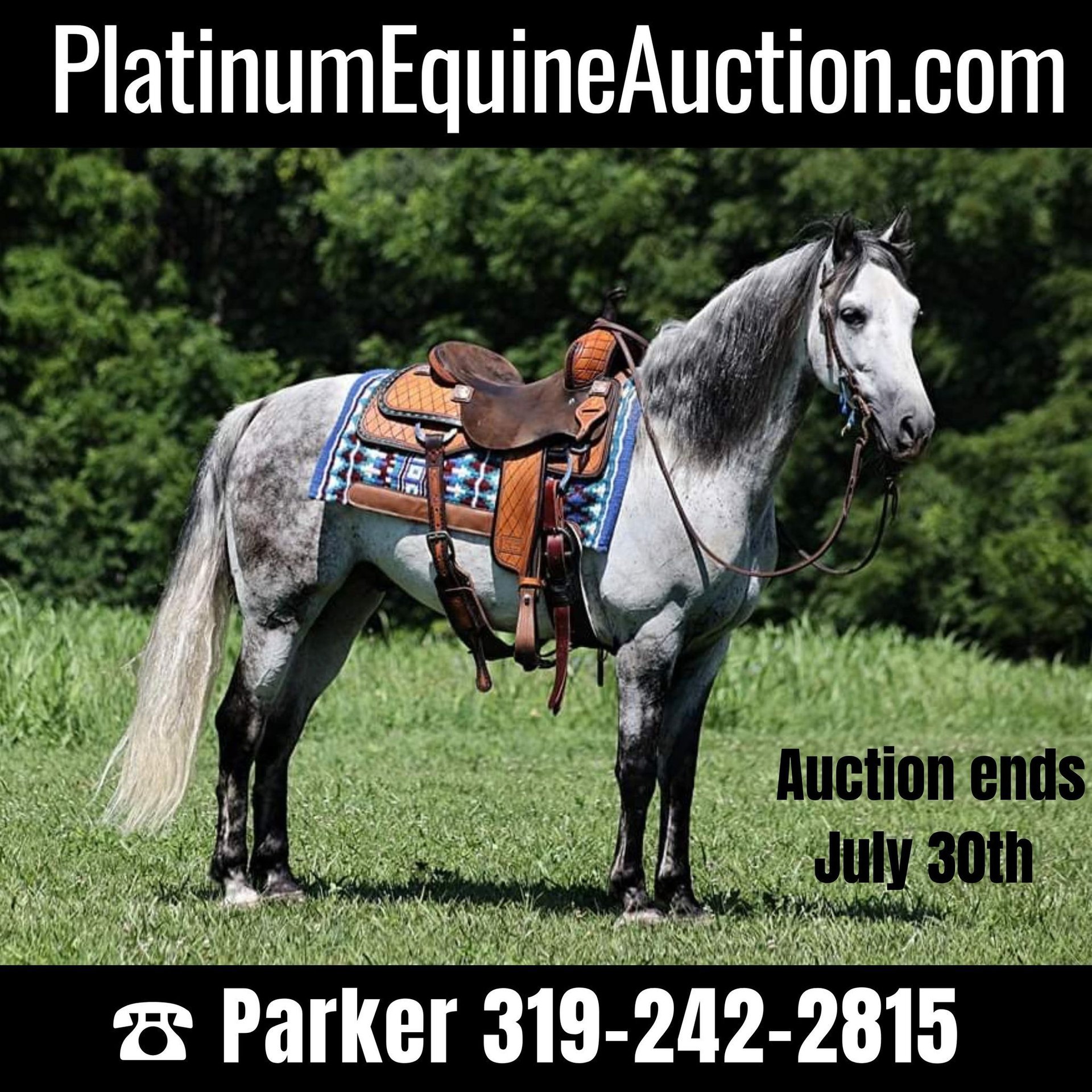 American Quarter Horse Gelding 9 years 14,3 hh Gray-Dapple in Somerset KY