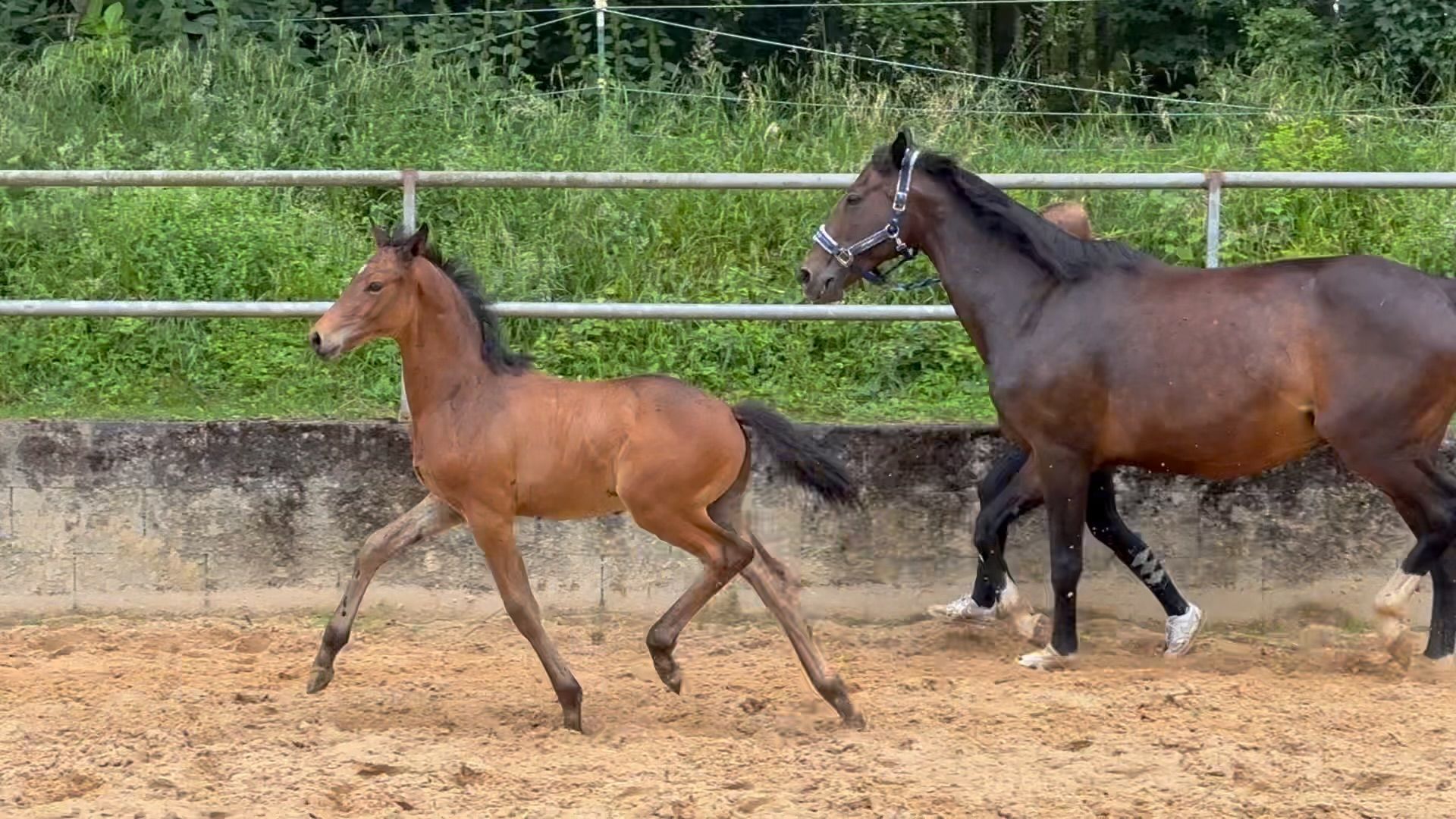 Caballo alemán Semental 1 año 168 cm Castaño in Wehringen
