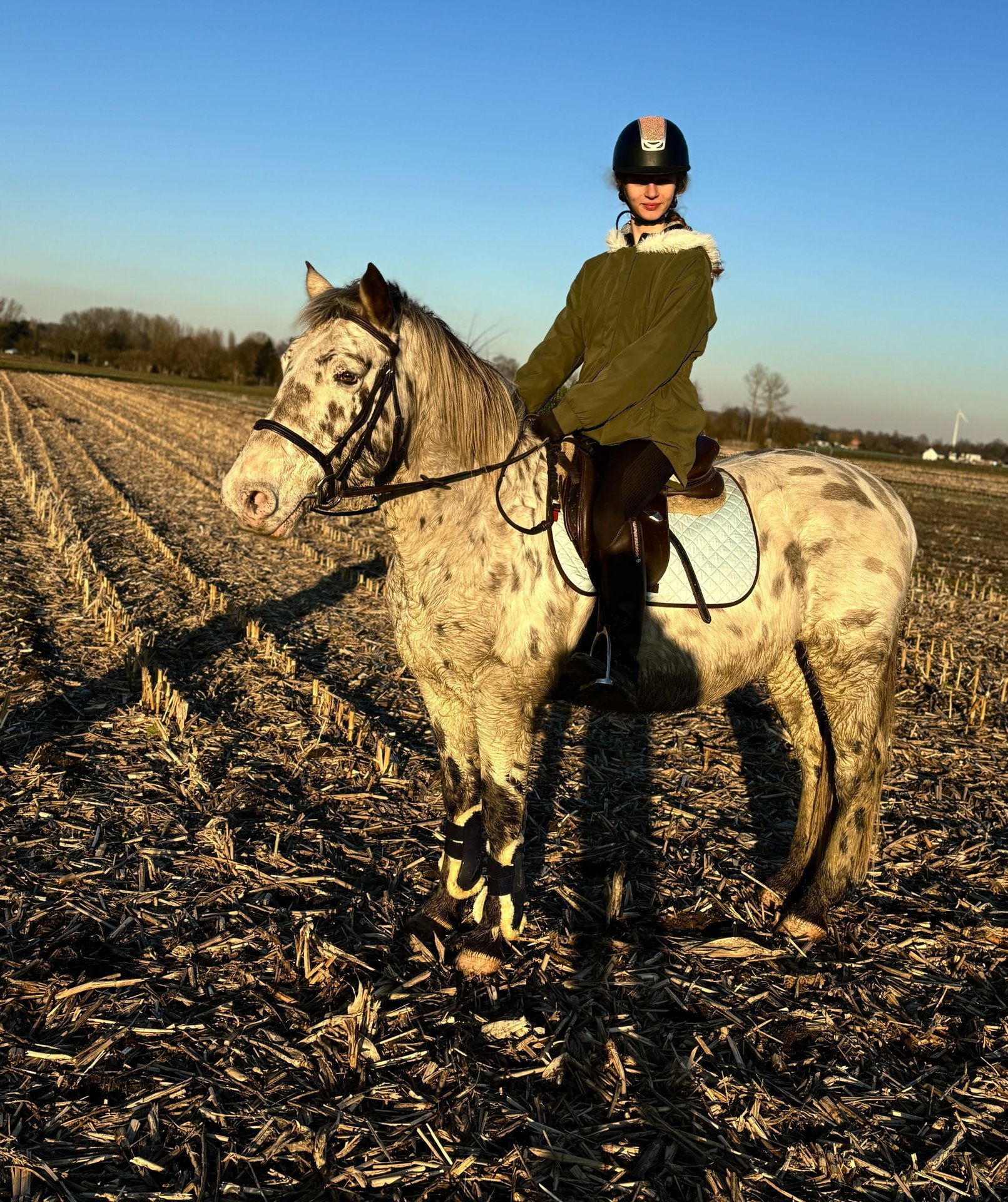 Appaloosa Wałach 12 lat 150 cm Tarantowata in Bornem