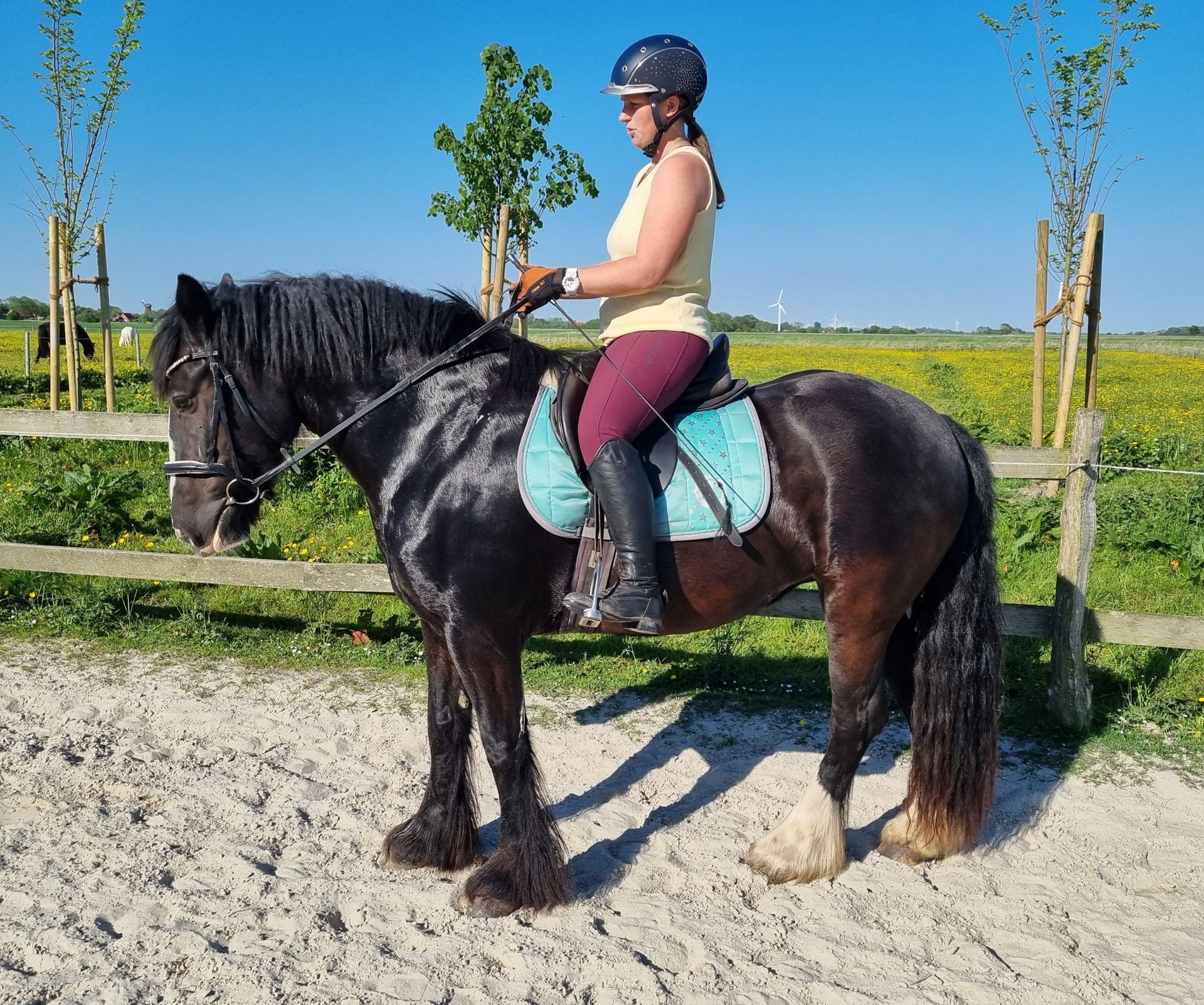 Tinker Mestizo Yegua 6 años 150 cm Negro in Dornum