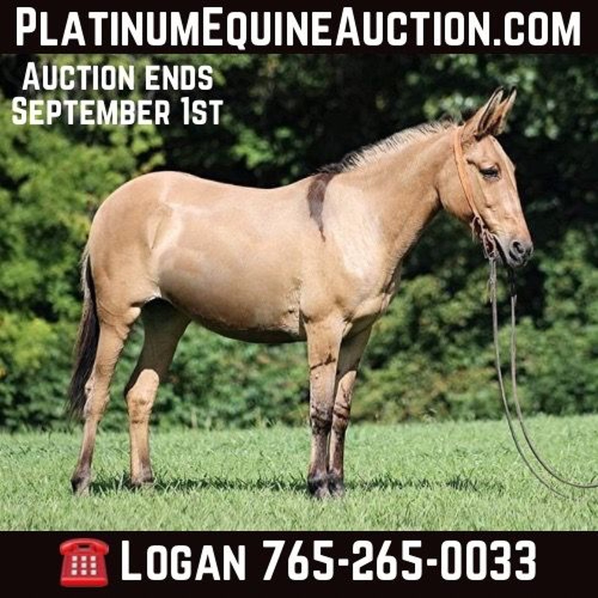 Mule Hongre 14 Ans 155 cm Buckskin in Level Green Ky