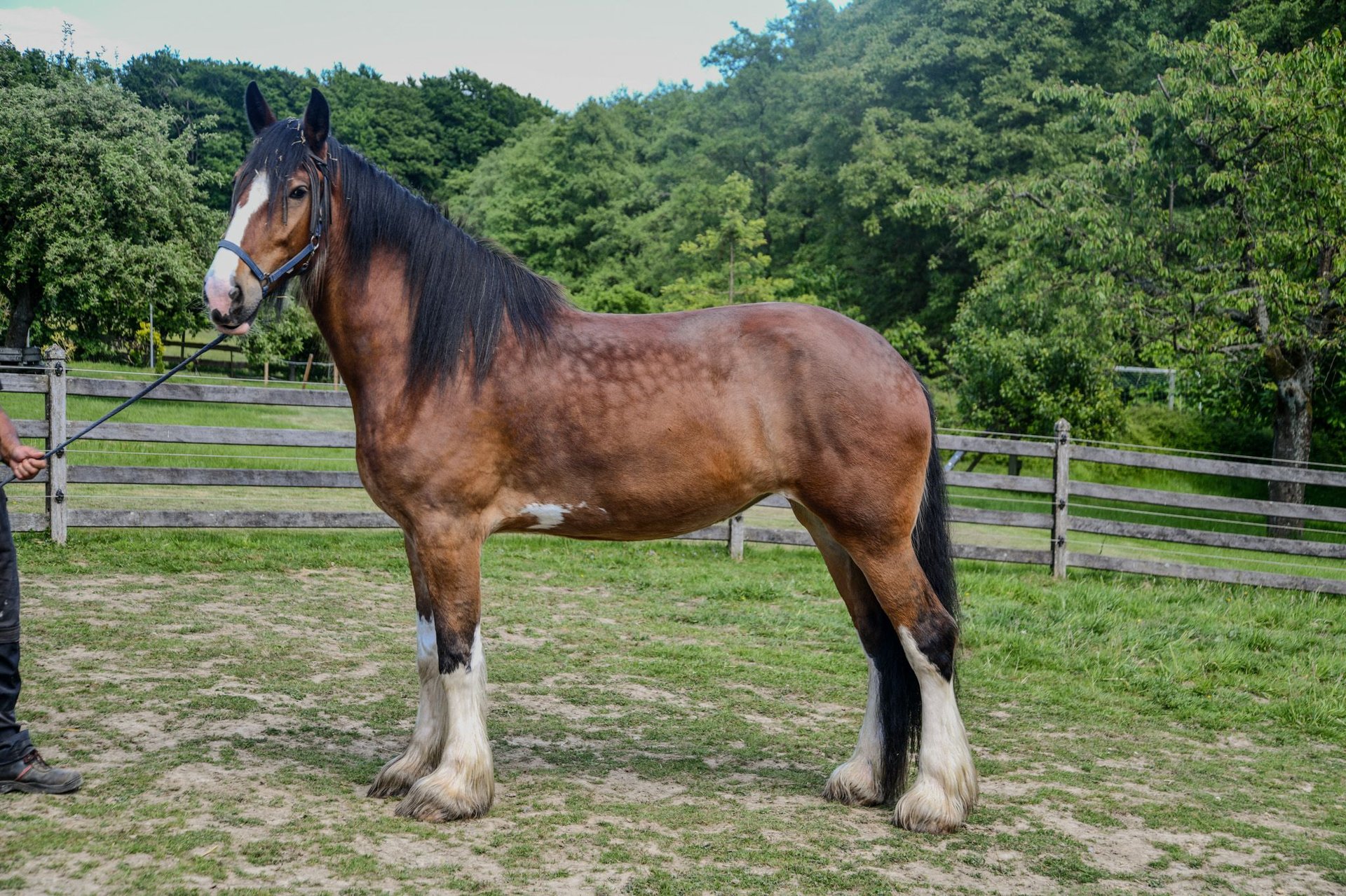 Shire Horse Mare 7 years 18,3 hh Brown in Sprockhövel