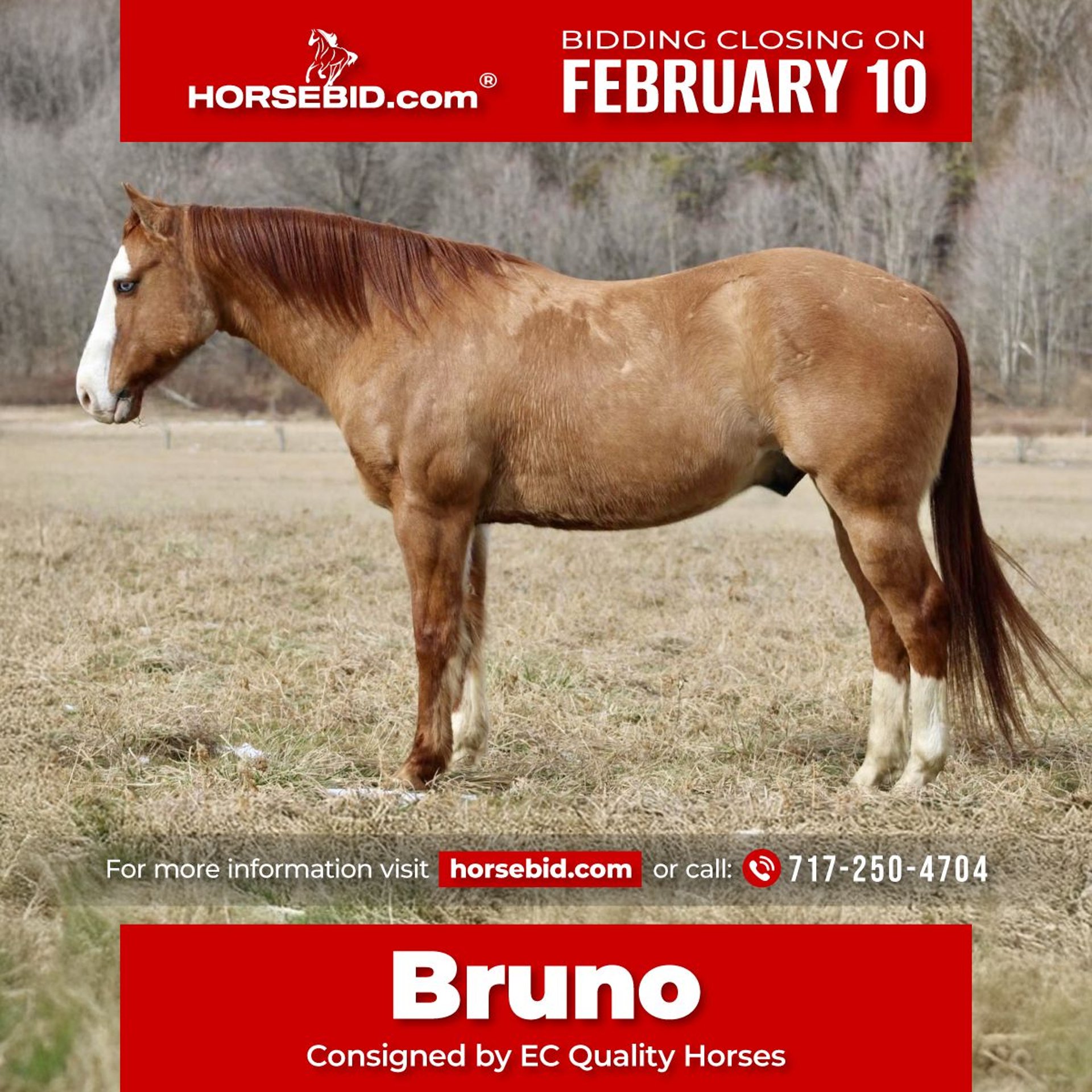 American Quarter Horse Gelding 7 years 15 hh Dun in Beaver Springs, PA