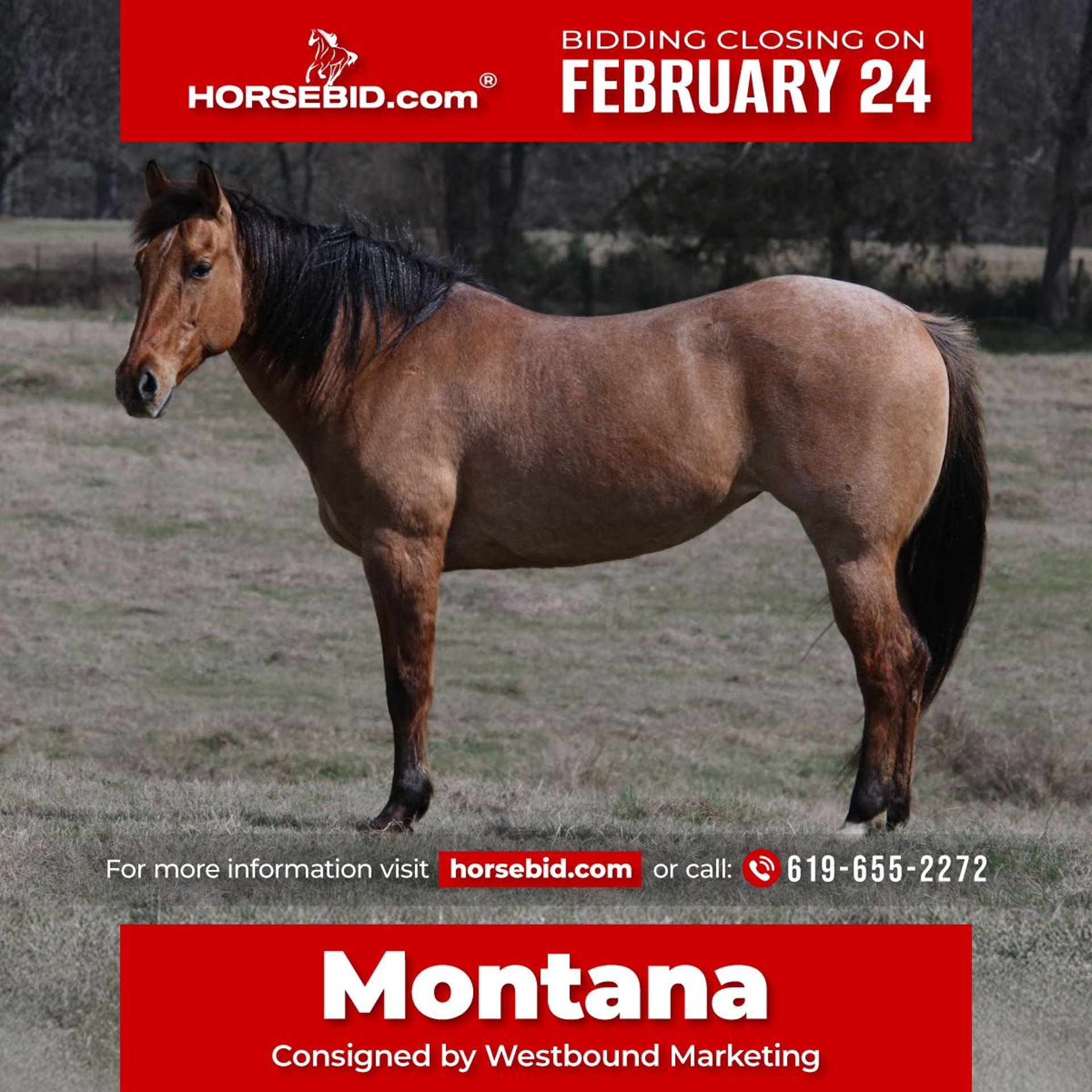 American Quarter Horse Mare 10 years 14,3 hh in Carthage, TX