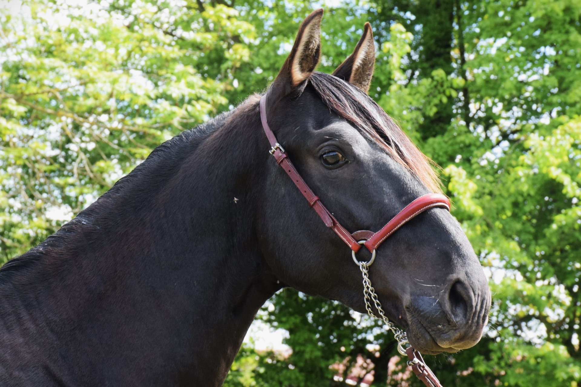 PRE Mix Hengst 3 Jahre 160 cm Rappe in Caumont