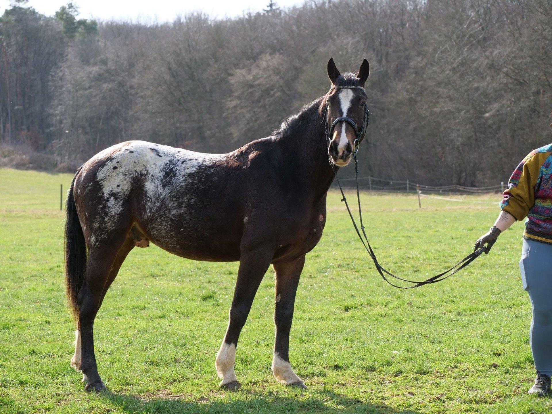 Appaloosa Mix Wallach 4 Jahre 153 cm Overo-alle-Farben in Galenberg