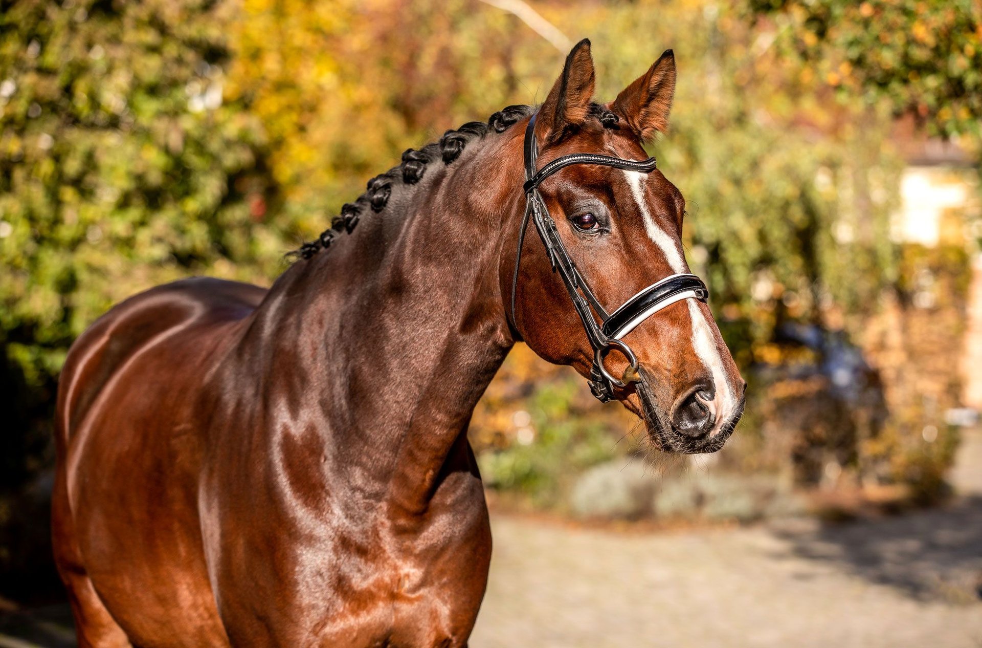 Hannoveraner Wallach 10 Jahre 172 cm Brauner in Berlin