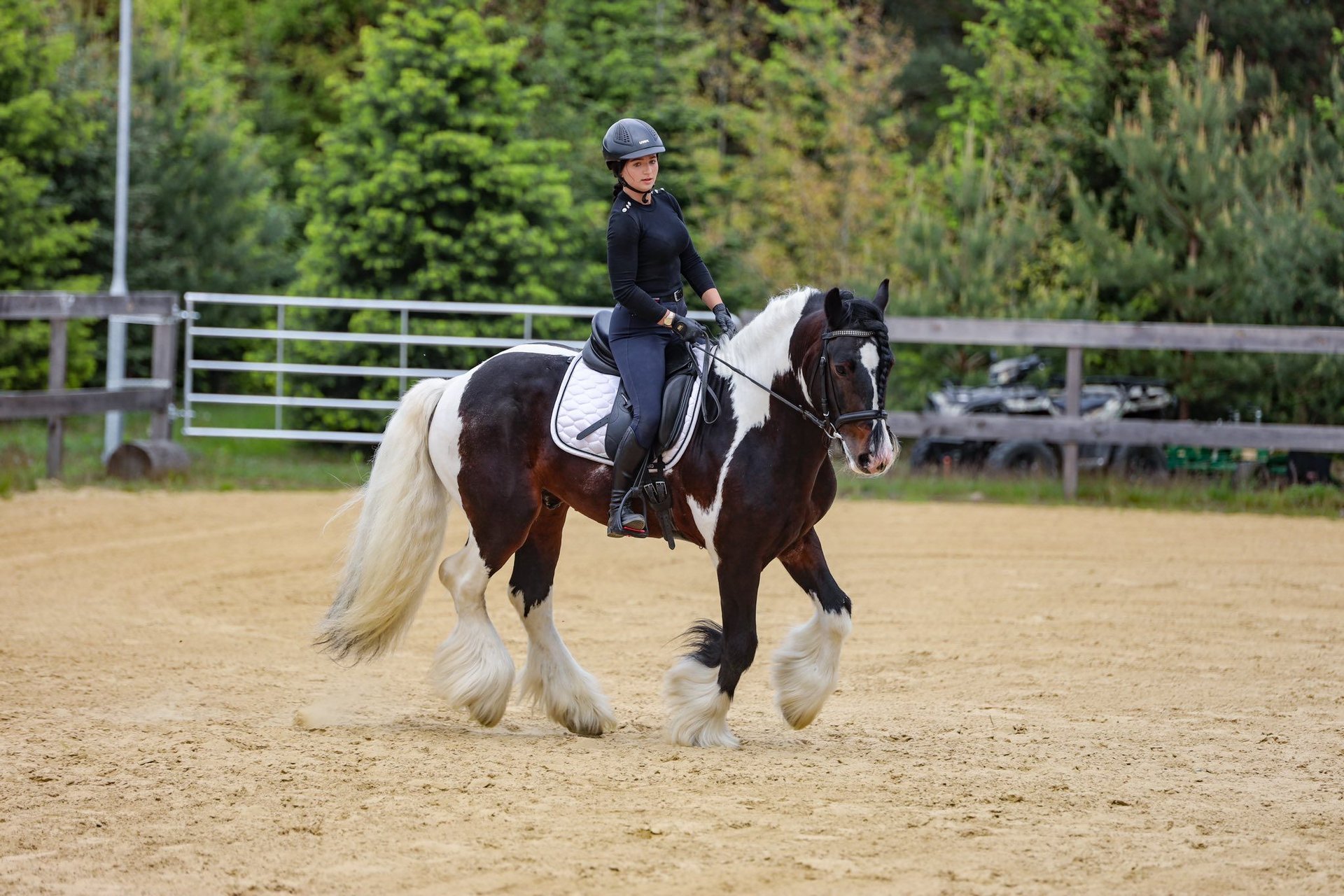 Gypsy Horse Stallion 11 years 15,1 hh Pinto in mikołów