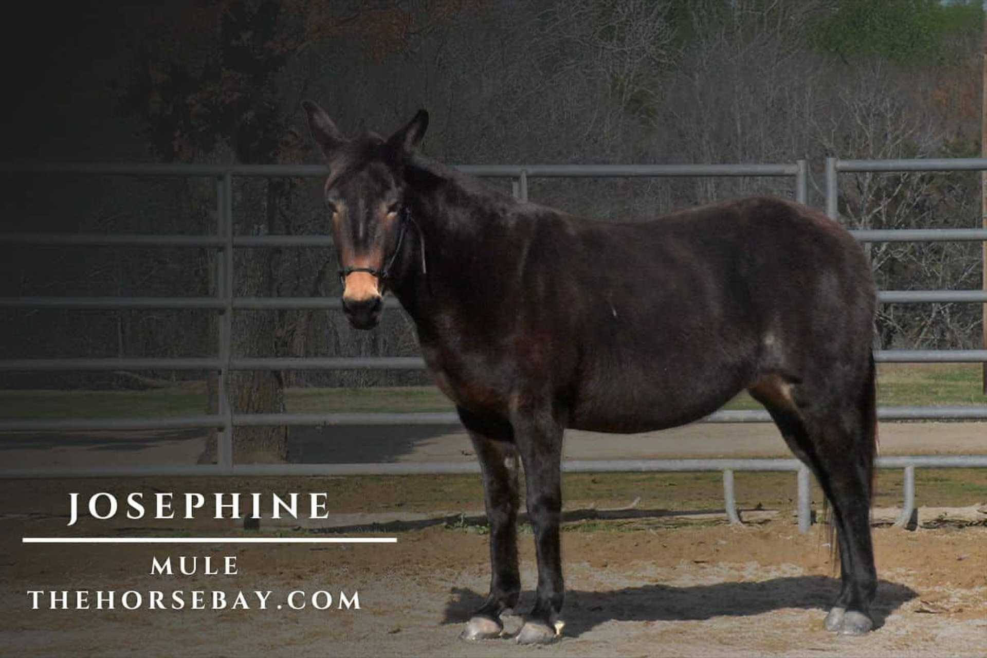 Mule Mare 10 years 13.2 hh Black in Antlers, OK