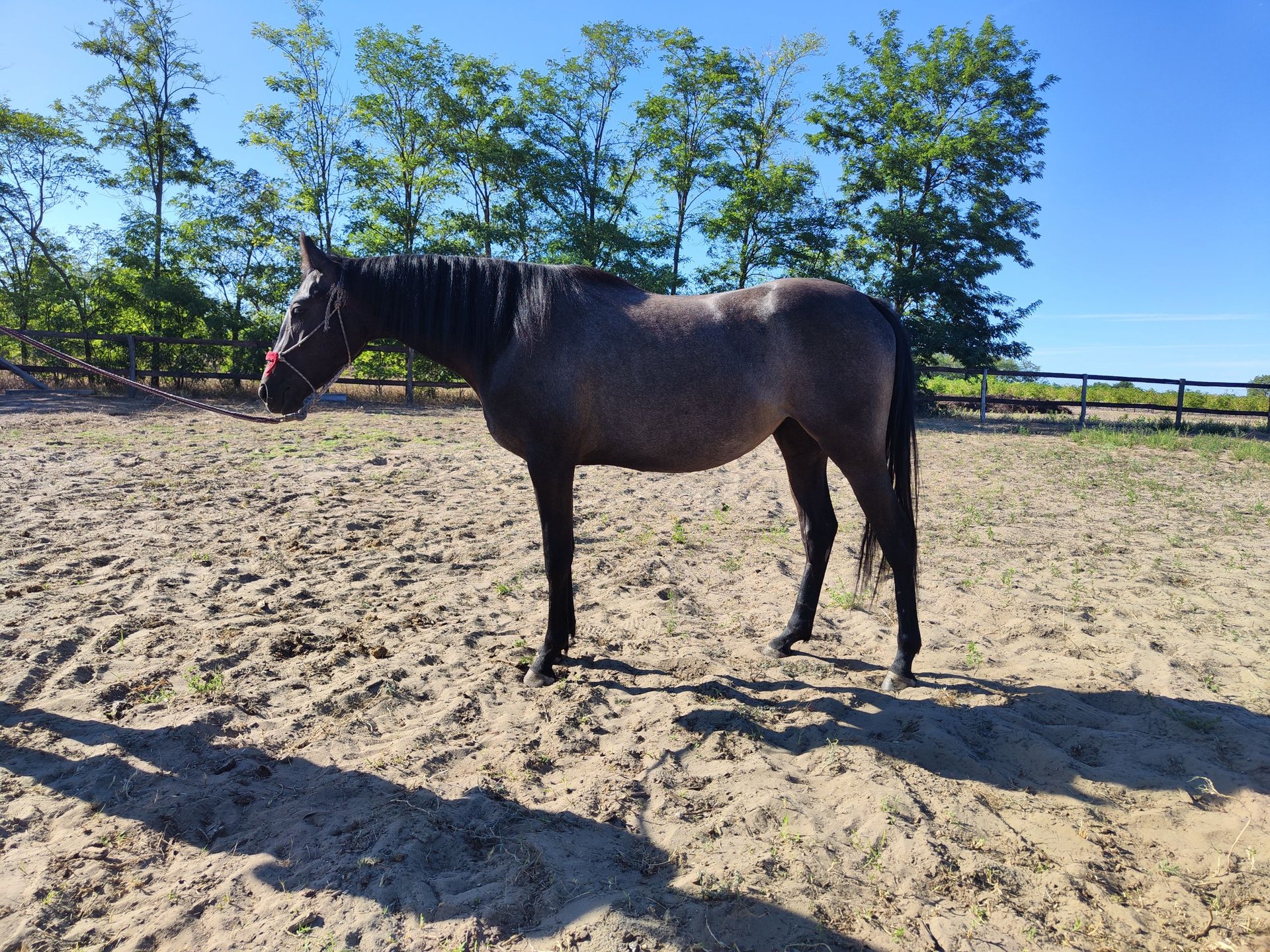 Hungarian Sport Horse Mix Mare 2 years 14,3 hh Grey-Blue-Tan in Kecskemét