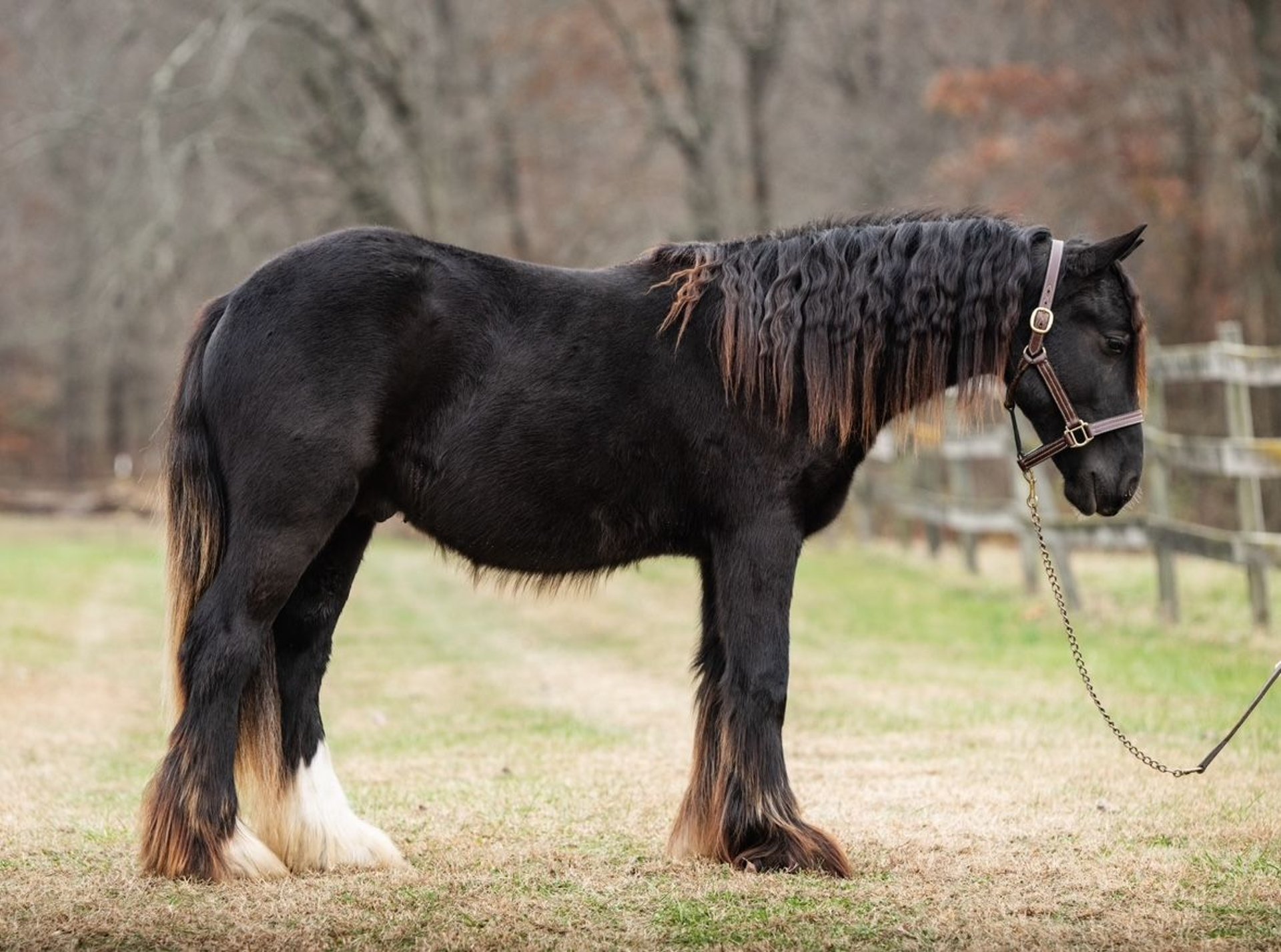 Gypsy Horse Stallion 2 years 13 hh Black in New Holland