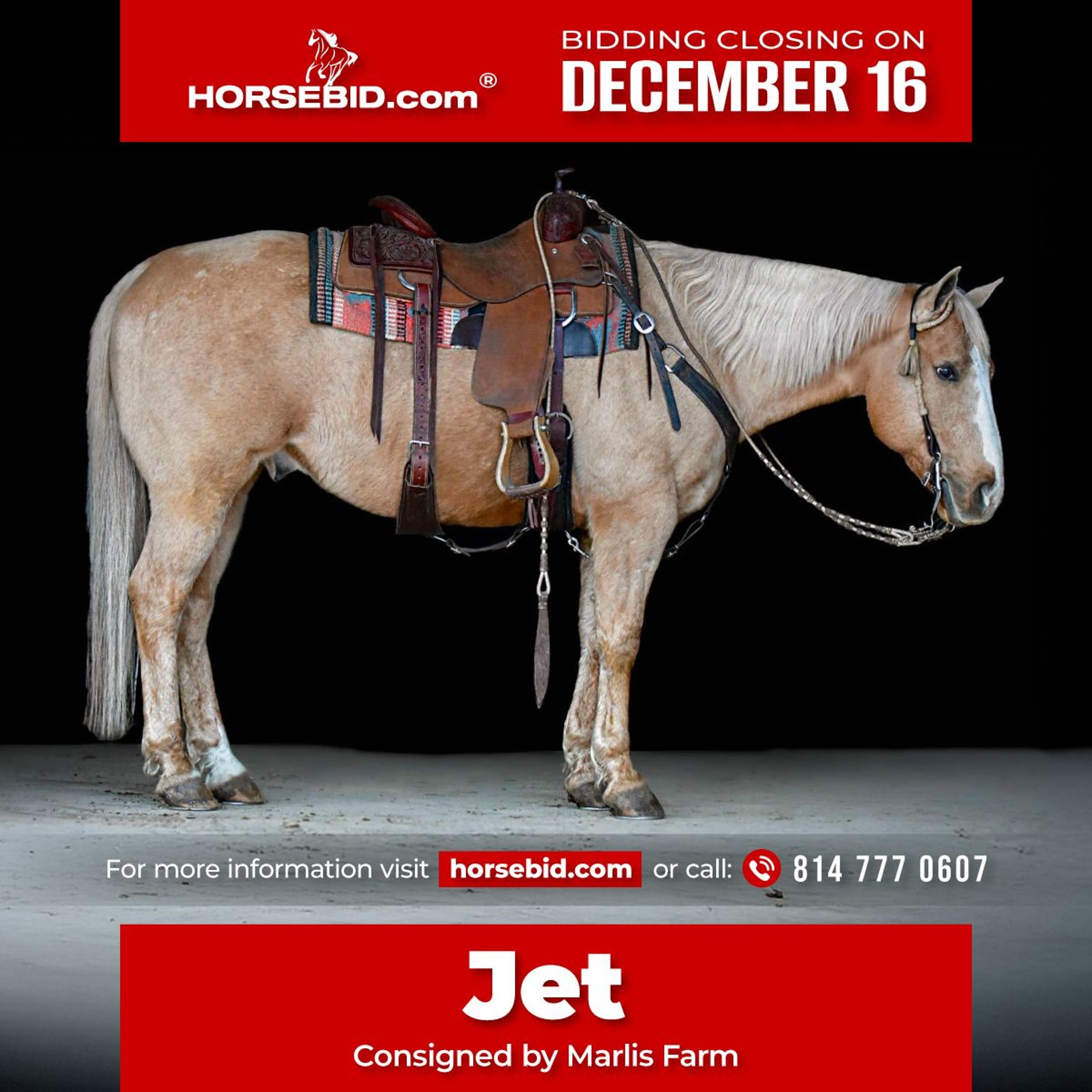 American Quarter Horse Gelding 12 years 14,3 hh Palomino in Rebersburg