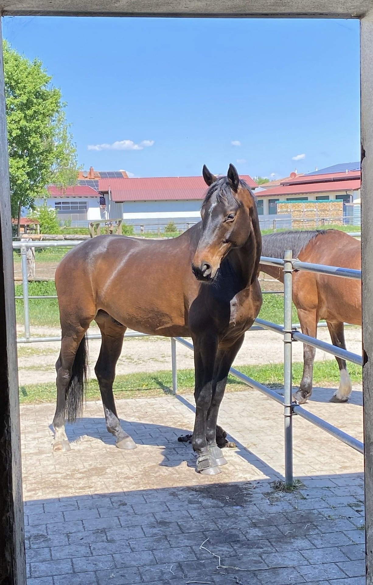 Hanoverian Gelding 6 years 16,2 hh Brown in Ernsgaden
