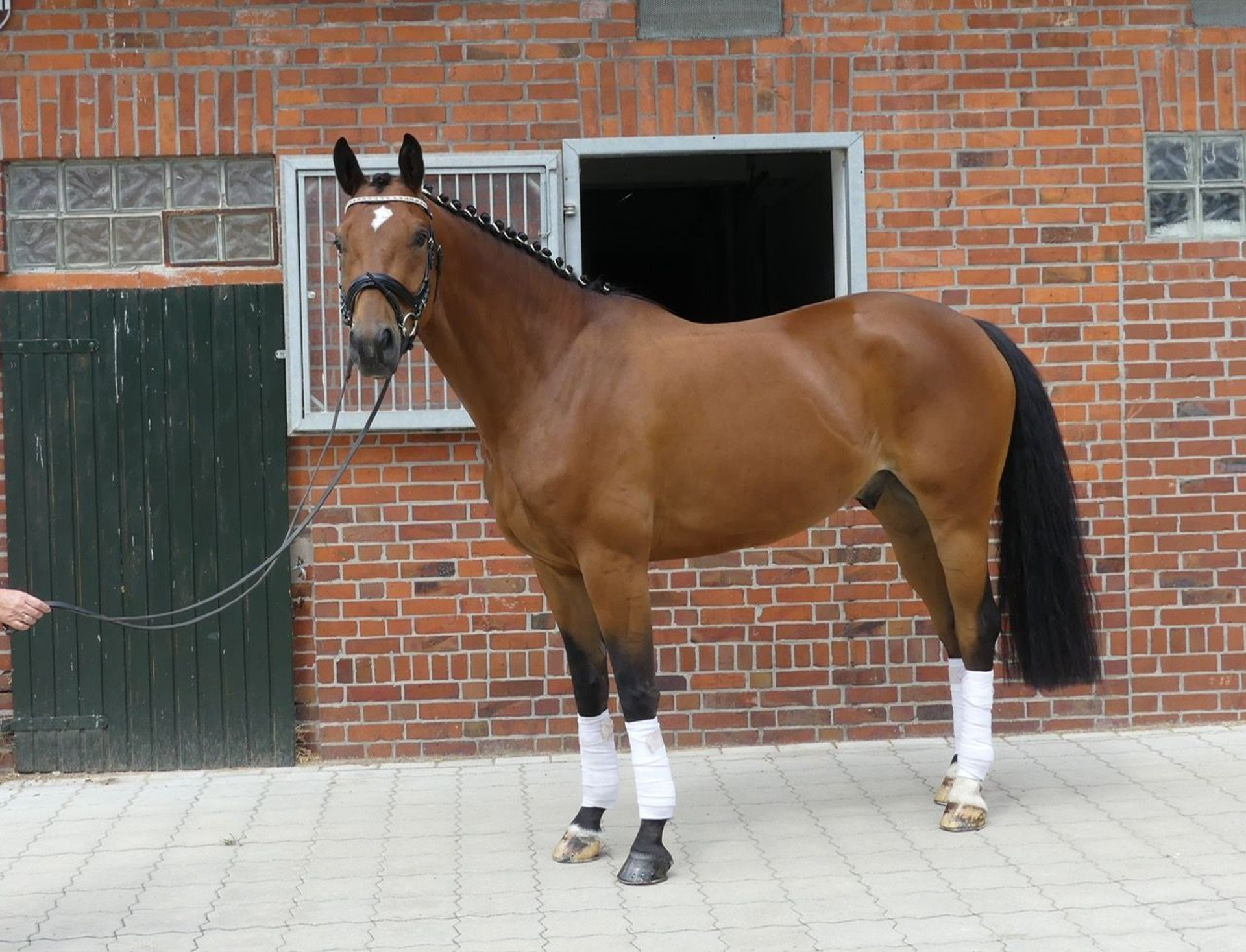 Oldenburger Ruin 8 Jaar 168 cm Bruin in Brest