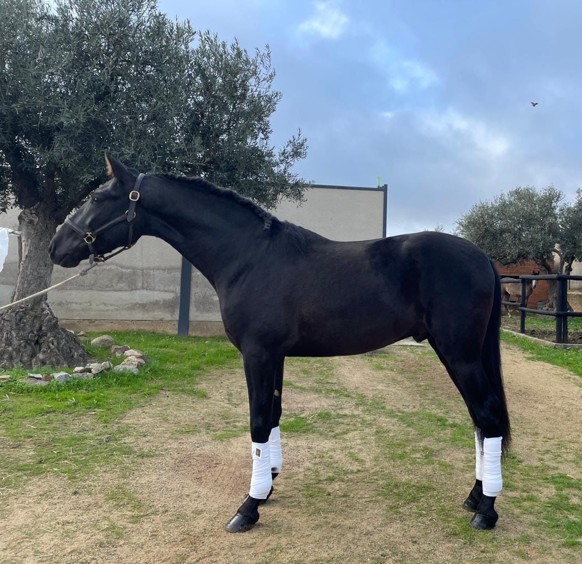 PRE Hengst 4 Jahre 161 cm Rappe in Santa Marta