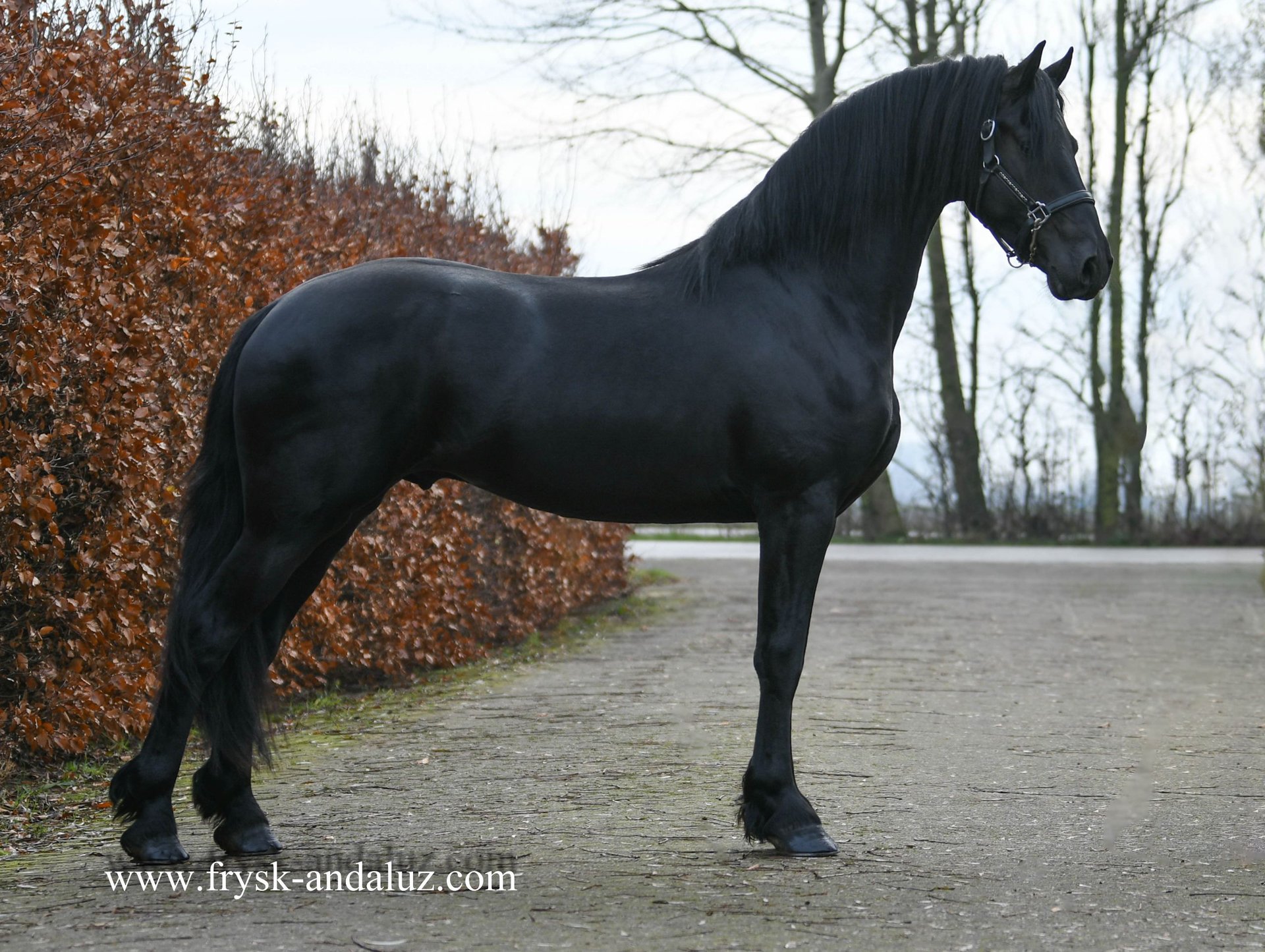 Frisone / Frisone Occidentale Stallone 3 Anni 165 cm Morello in ...