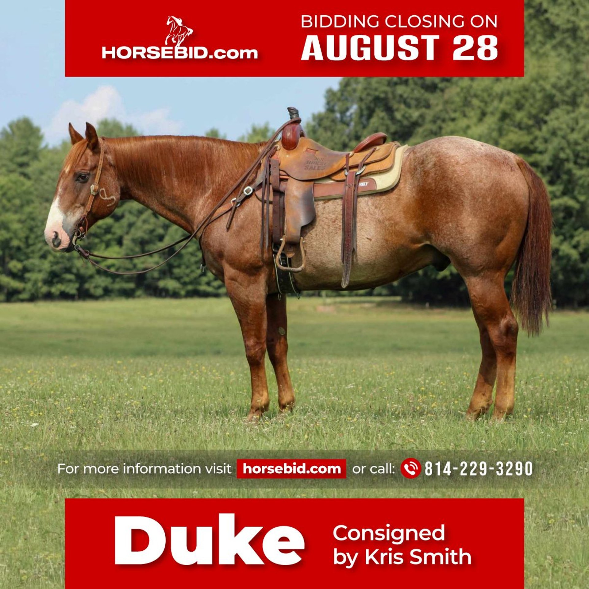 Red Roan Quarter Horse Stallion