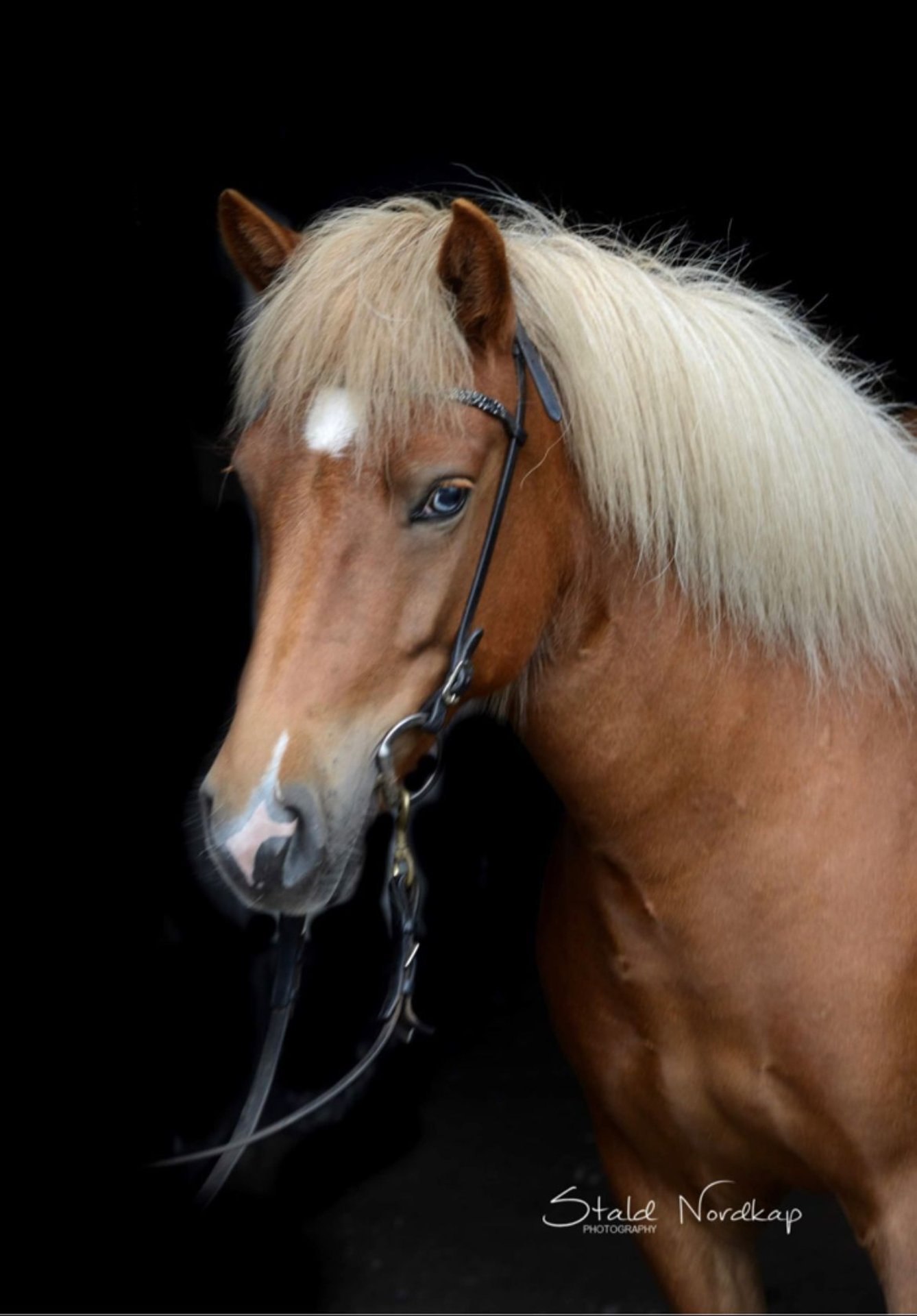 Islandpferd Stute 8 Jahre 136 cm Fuchs in Haselbach