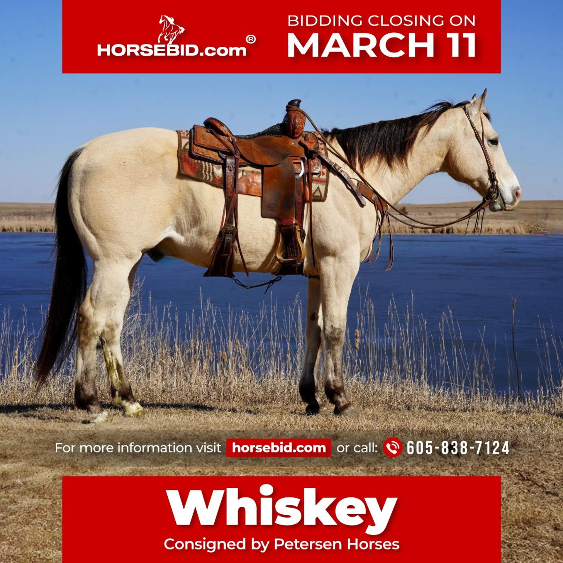 American Quarter Horse Wallach 12 Jahre 155 cm Buckskin in Brandon, SD