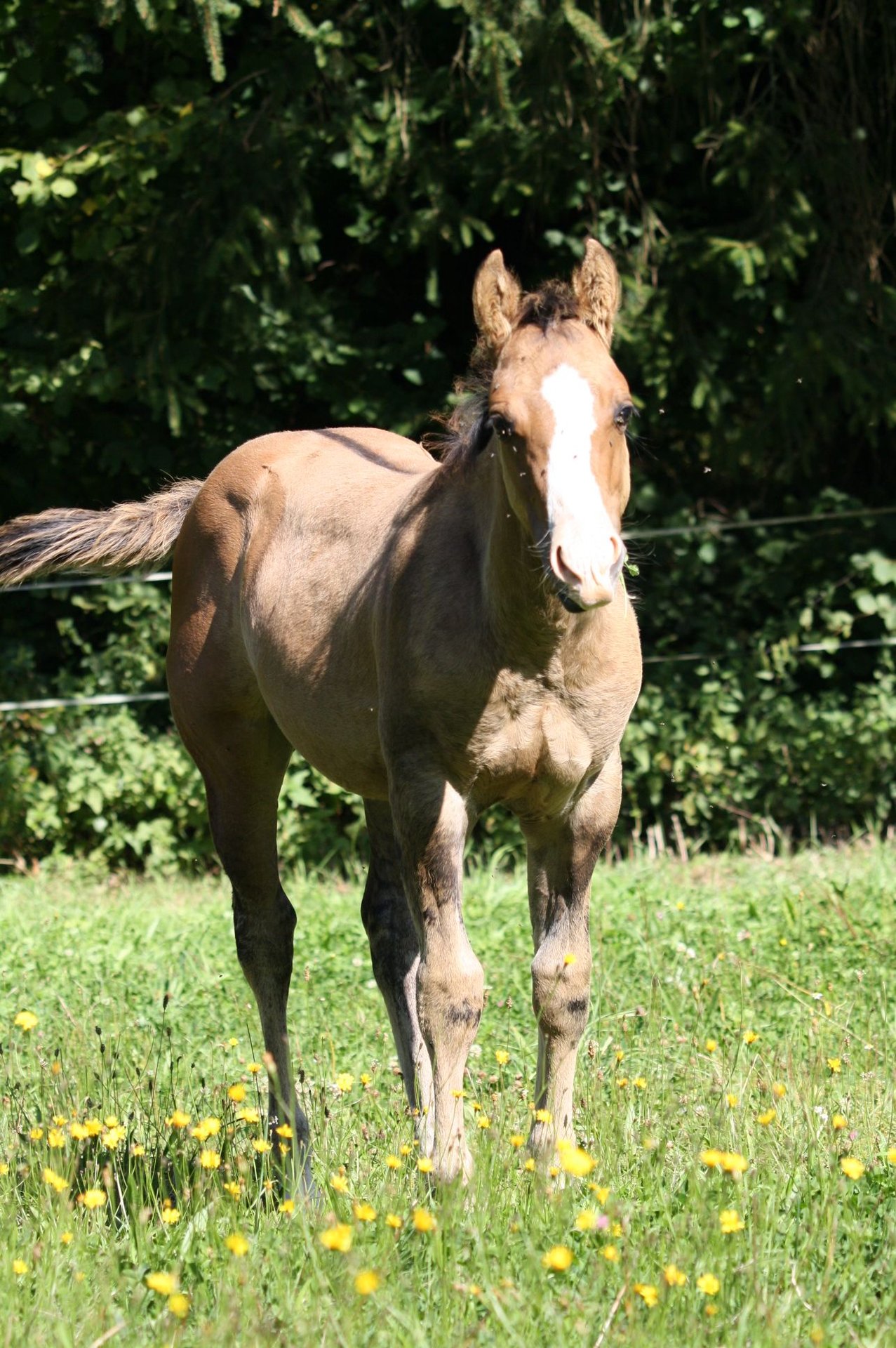 Quarterhäst Hingst Föl (01/2024) in Oberstaufenbach