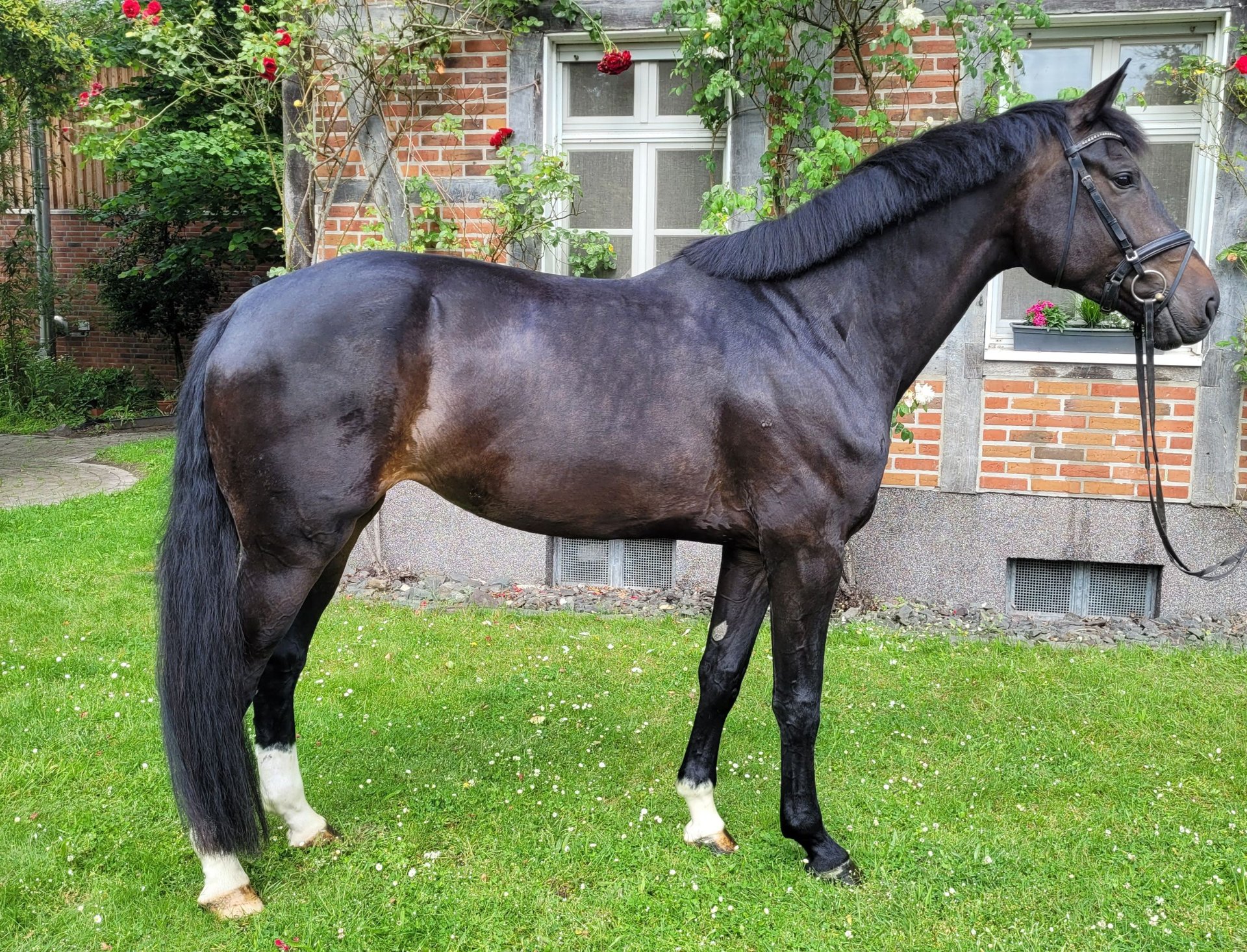 Deutsches Reitpferd Stute 4 Jahre 180 cm Dunkelbrauner in Dorsten