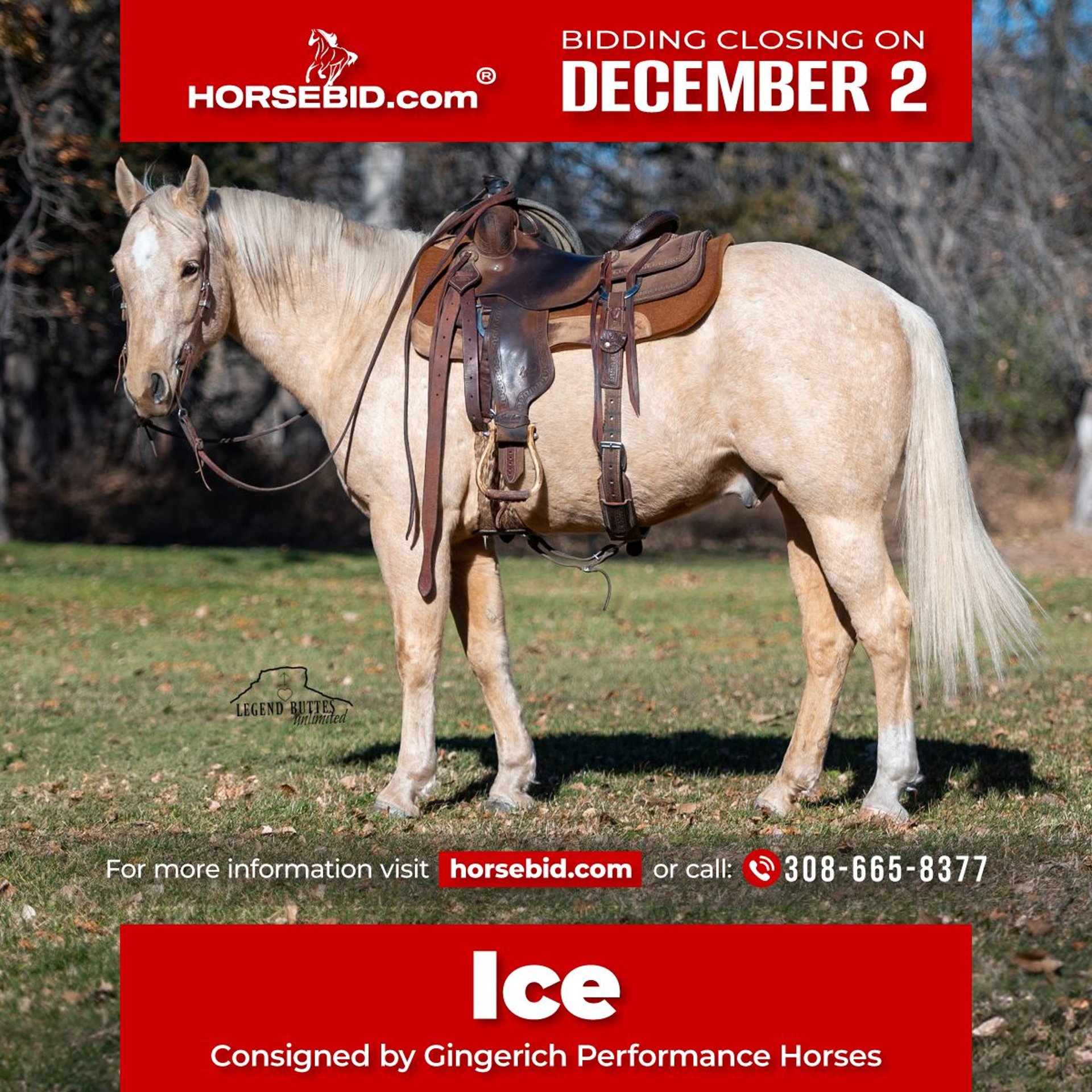 American Quarter Horse Gelding 8 years 15 hh Palomino in Crawford, NE