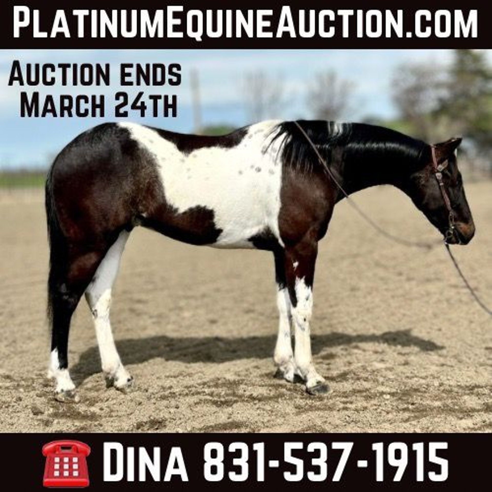 American Quarter Horse Gelding 5 years 15 hh Tobiano-all-colors in ...