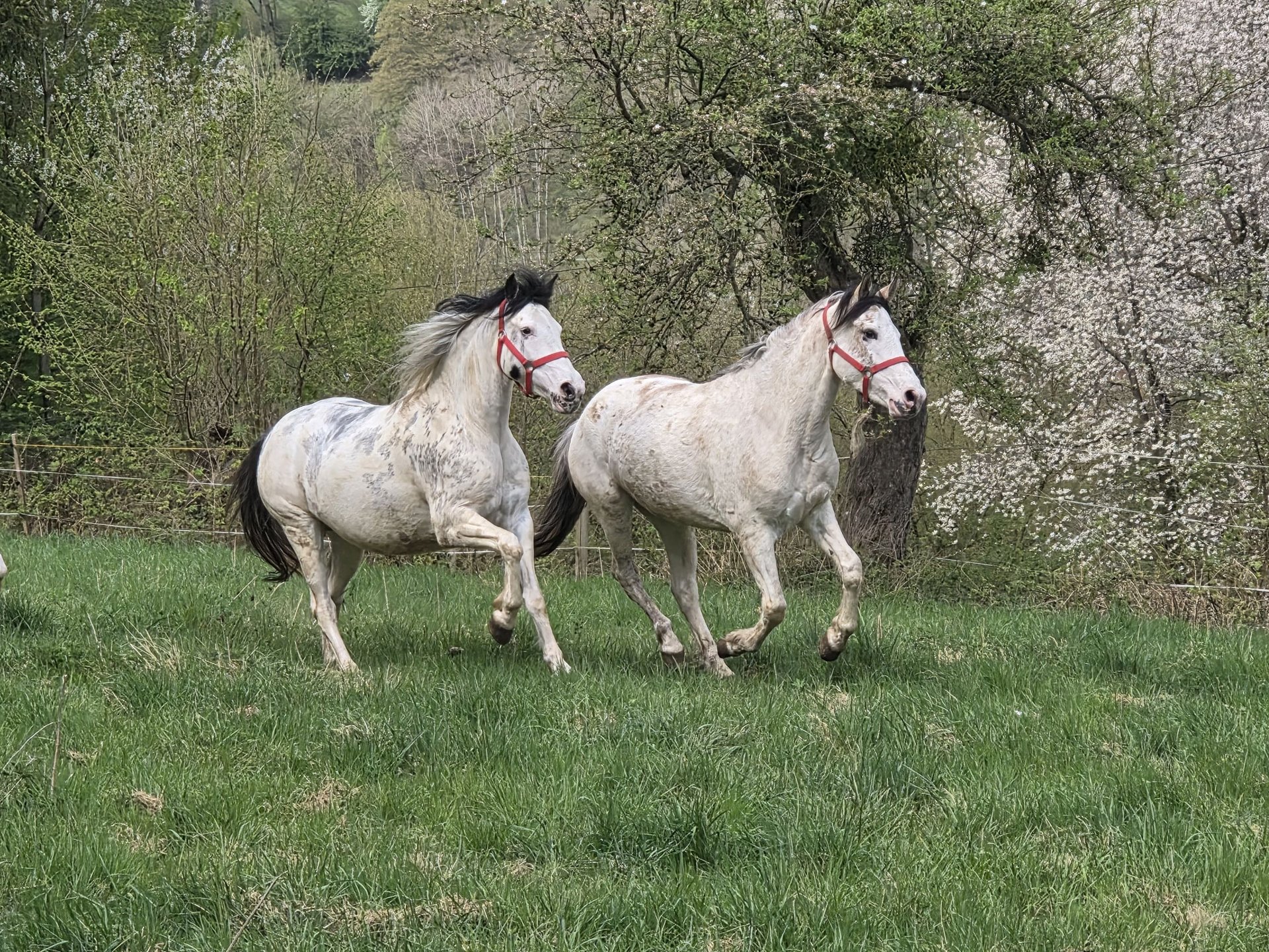 Criollo Stute 4 Jahre 148 cm Overo-alle-Farben in Sommerkahl