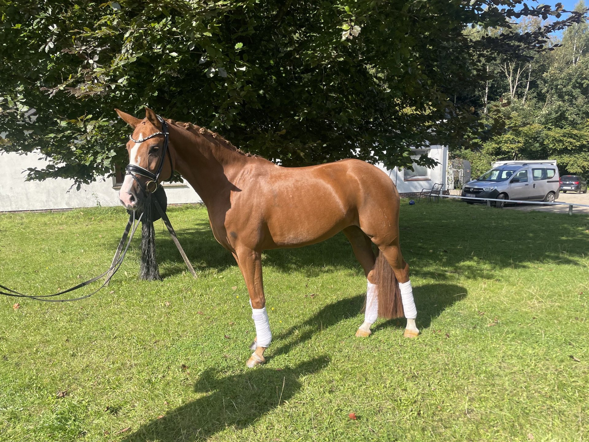 Hanoverian Mare 7 years 15,3 hh Chestnut-Red in Schierensee