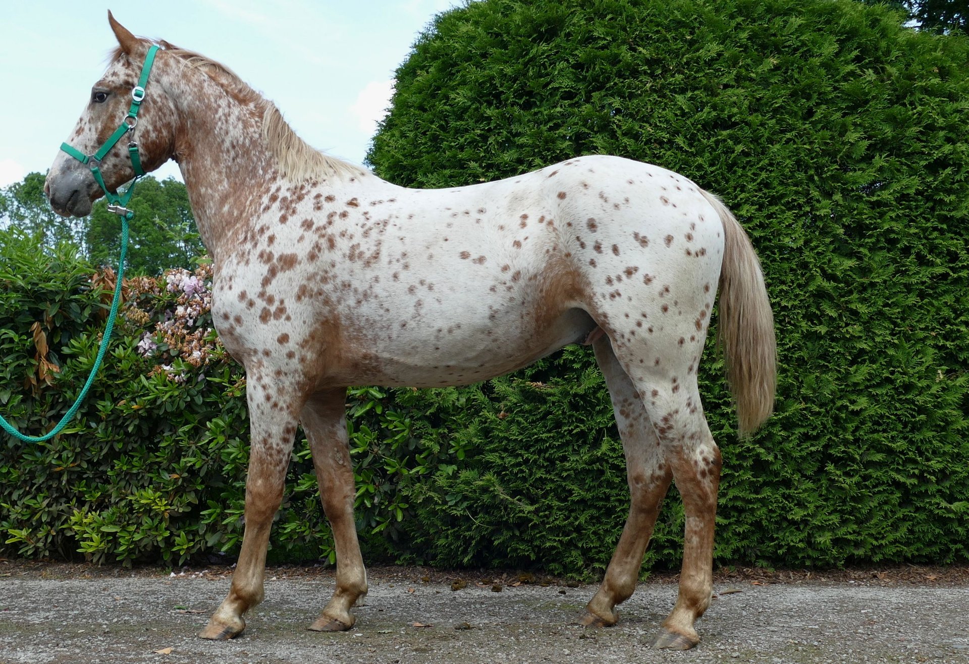 Knabstrupper Ruin 5 Jaar 160 cm Appaloosa in Lathen