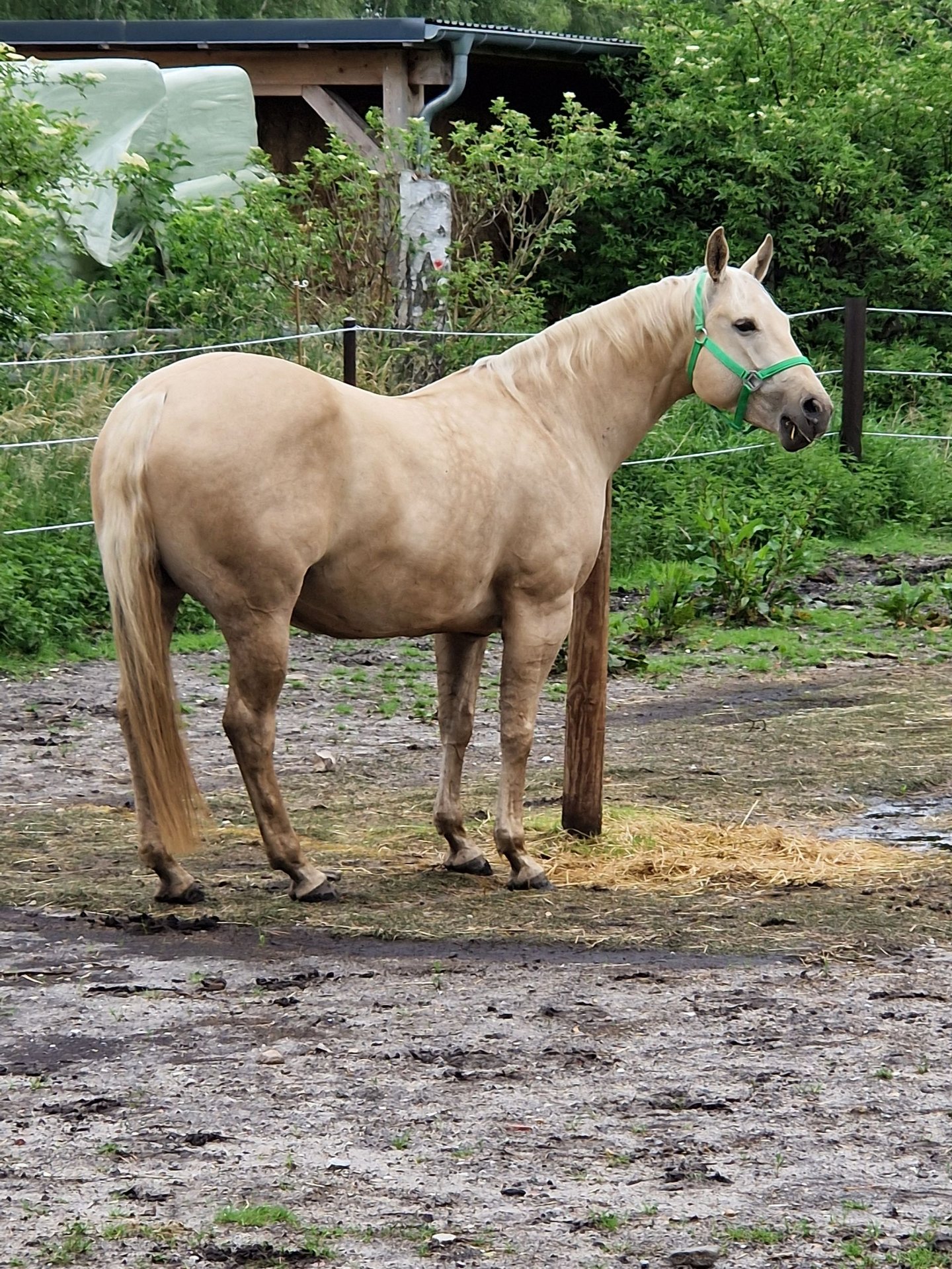 American Quarter Horse Mare 10 years 14,2 hh Dunalino in Wagenhoff