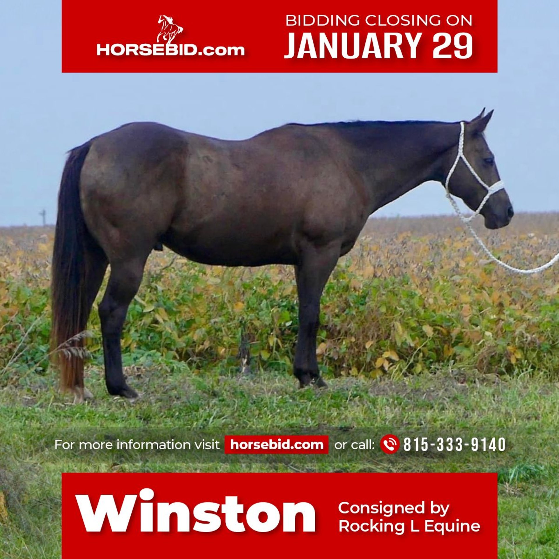 American Quarter Horse Gelding 12 years 15,2 hh Brown in Joy