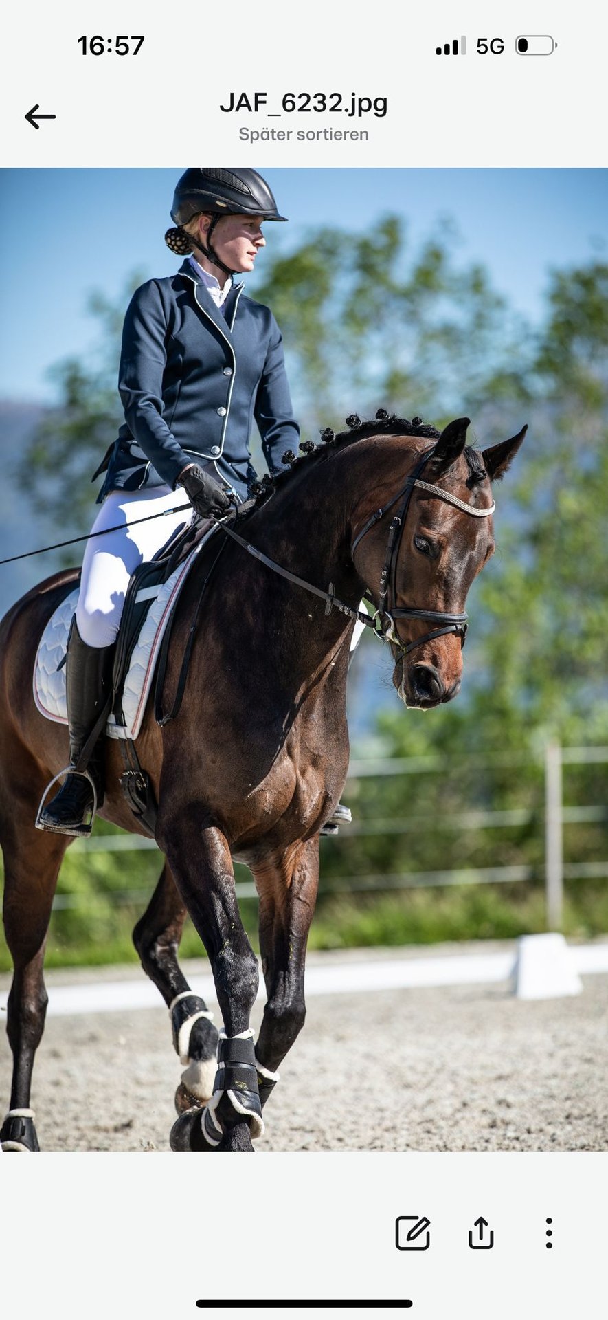 Oldenburg Mare 12 years 16,1 hh Bay-Dark in Ersigen