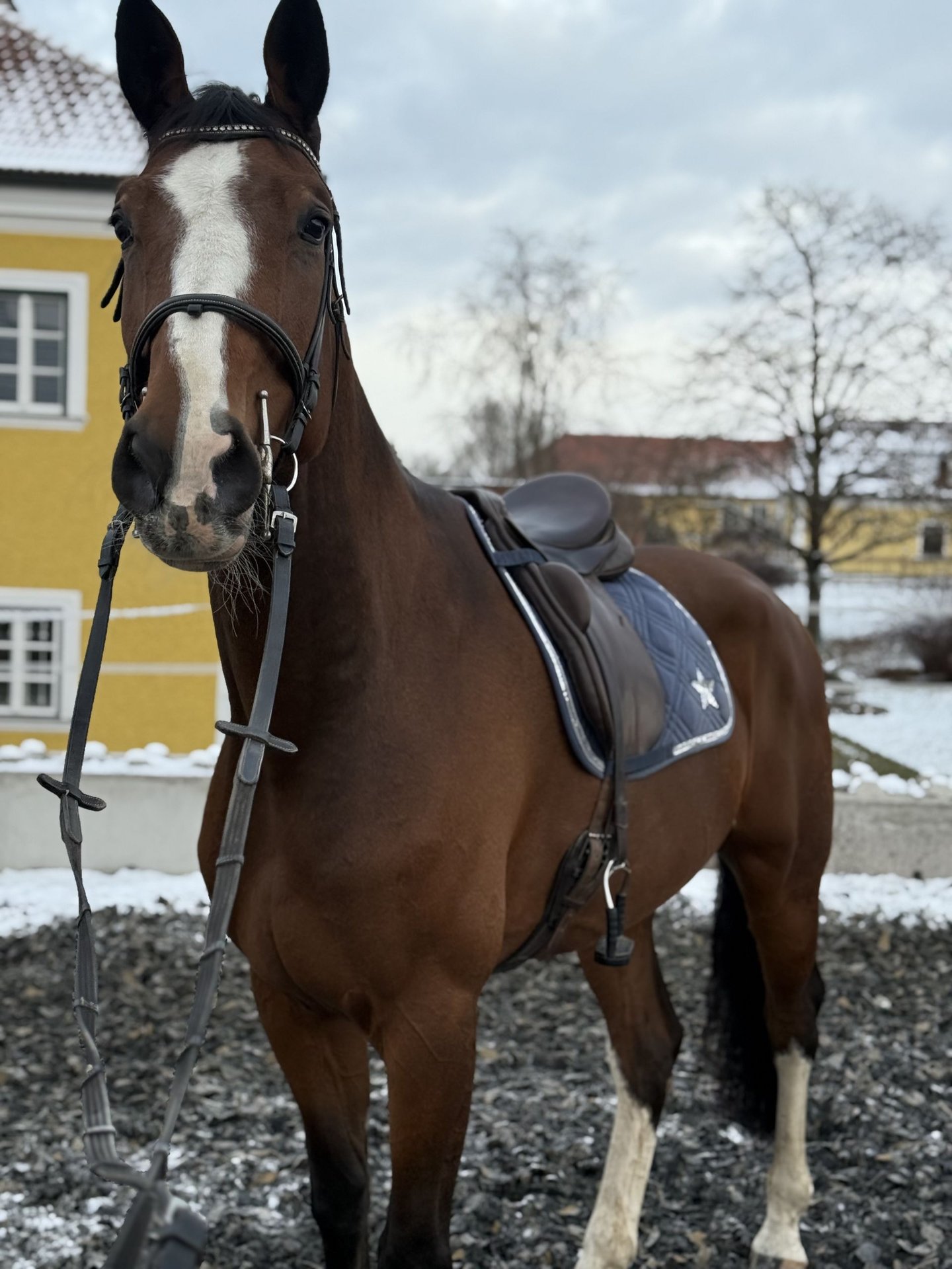 Hanoverian Gelding 8 years 17 hh Brown in Amstetten