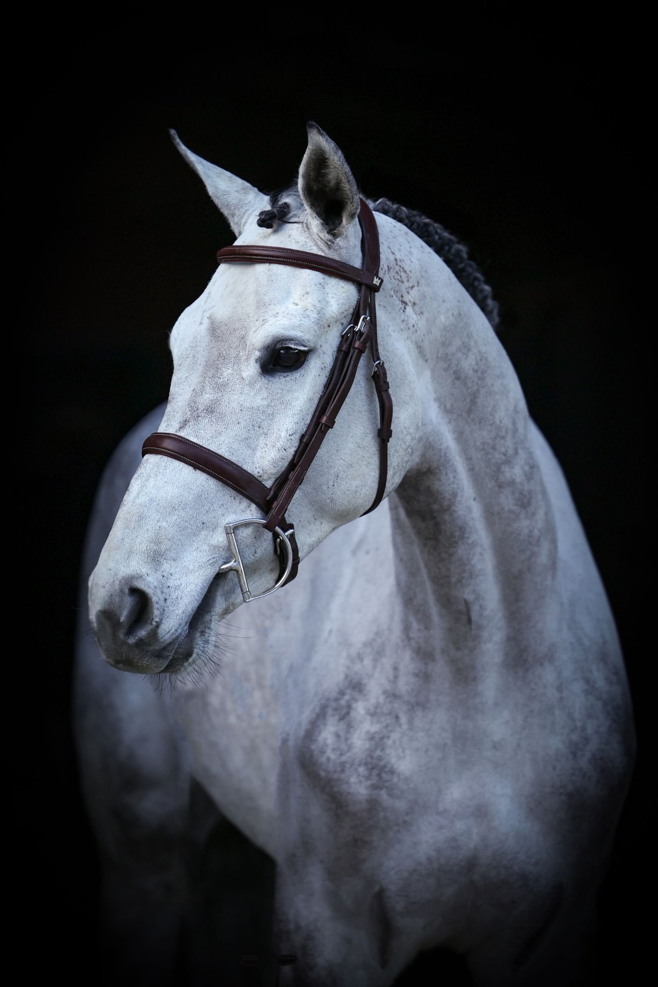 Oldenburg-International (OS) Gelding 5 years 16,3 hh Grey in Lastrup