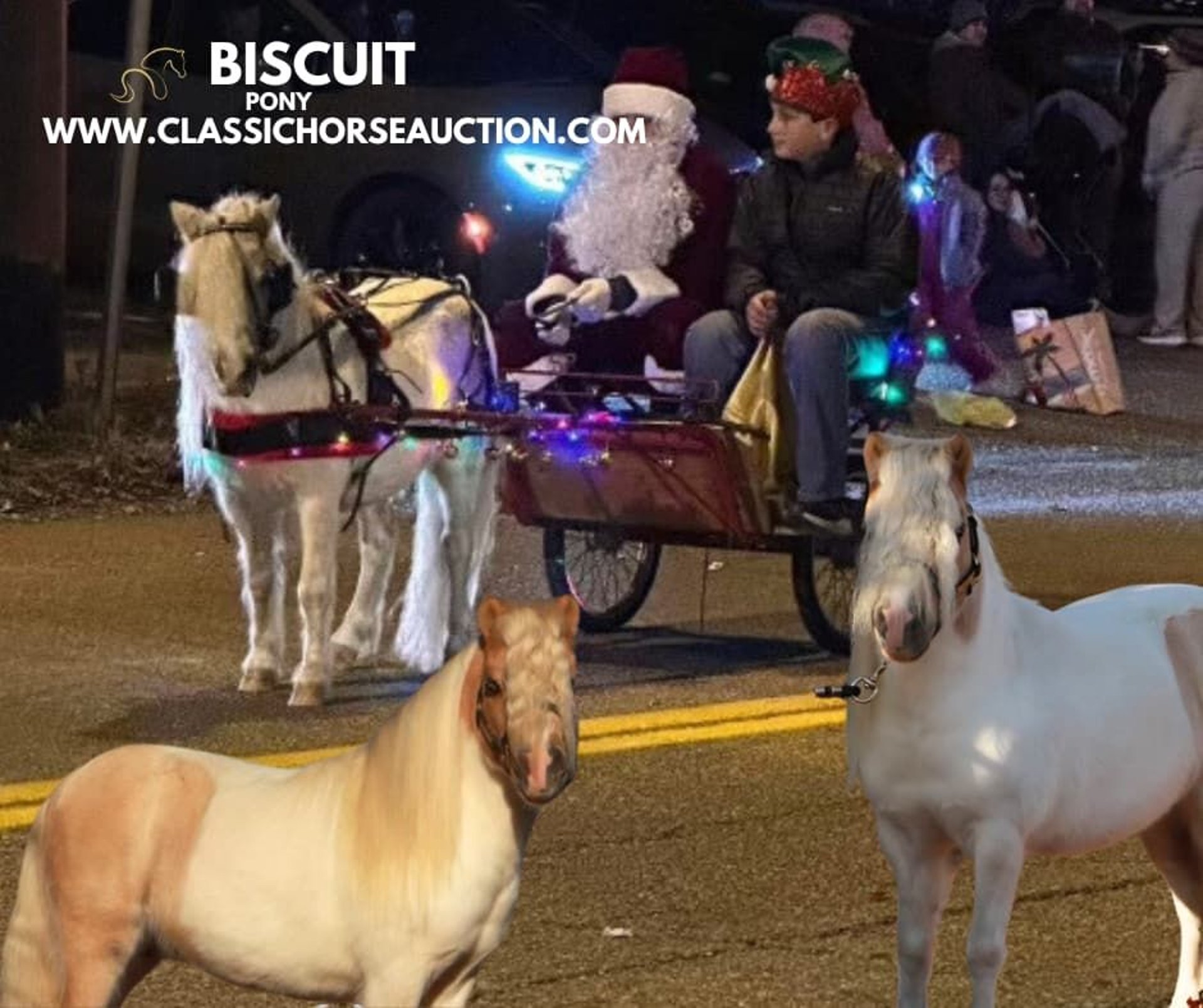 Pony of the Americas Stallion 8 years 9 hh Palomino in Alamo, TN