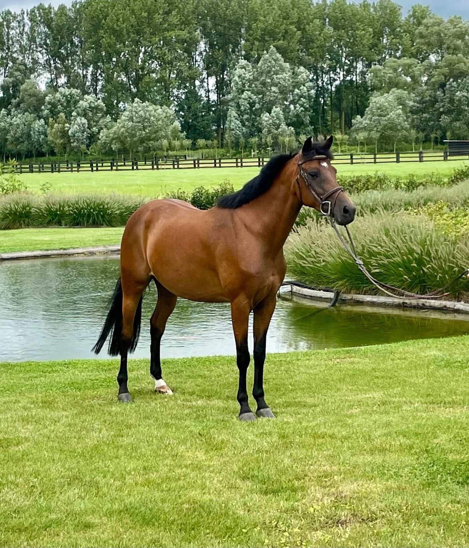 NRPS Stute 8 Jahre 147 cm Brauner in Humbeek