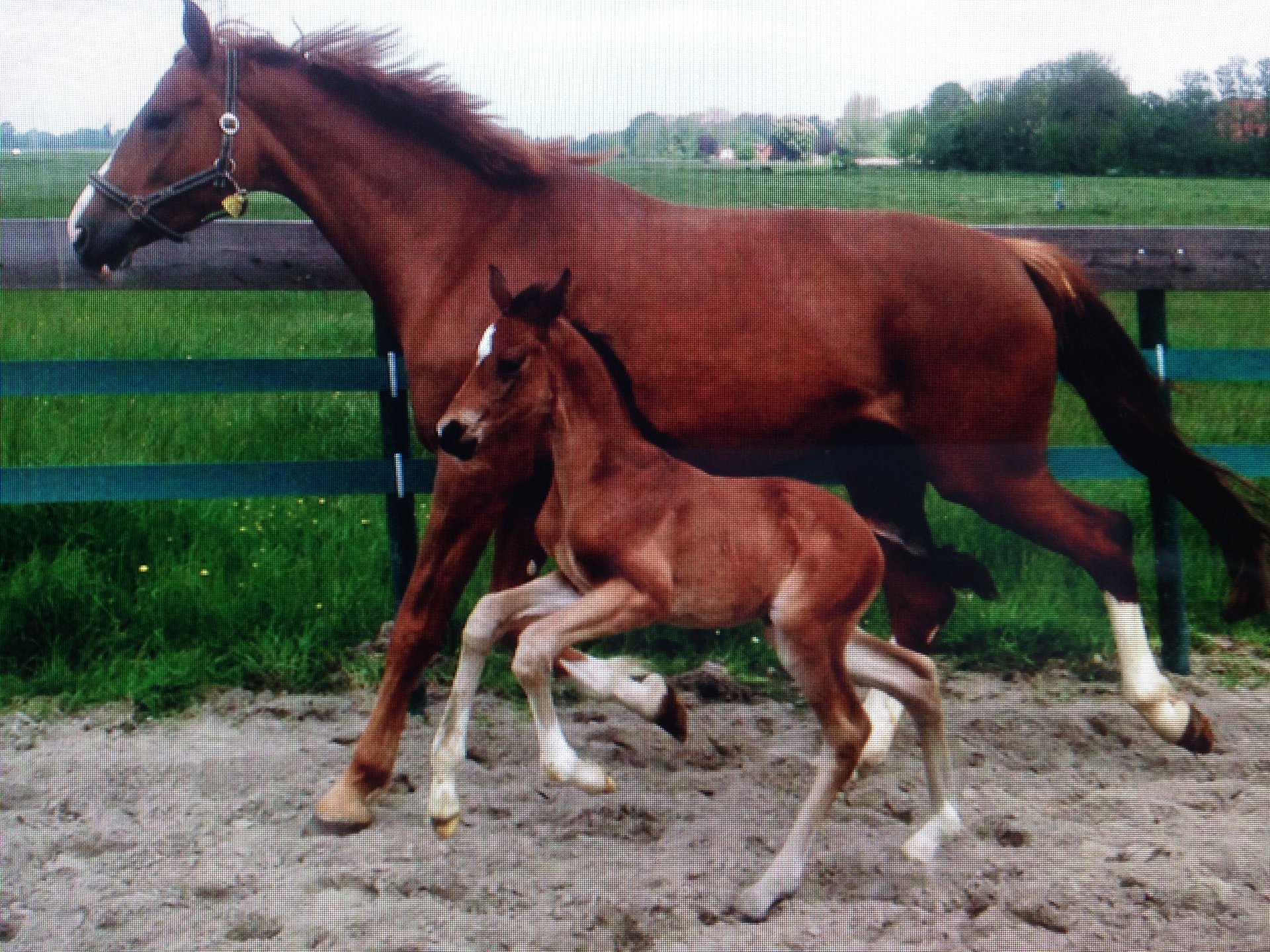 Oldenburg Mare 16 years 16,2 hh Chestnut in Münster