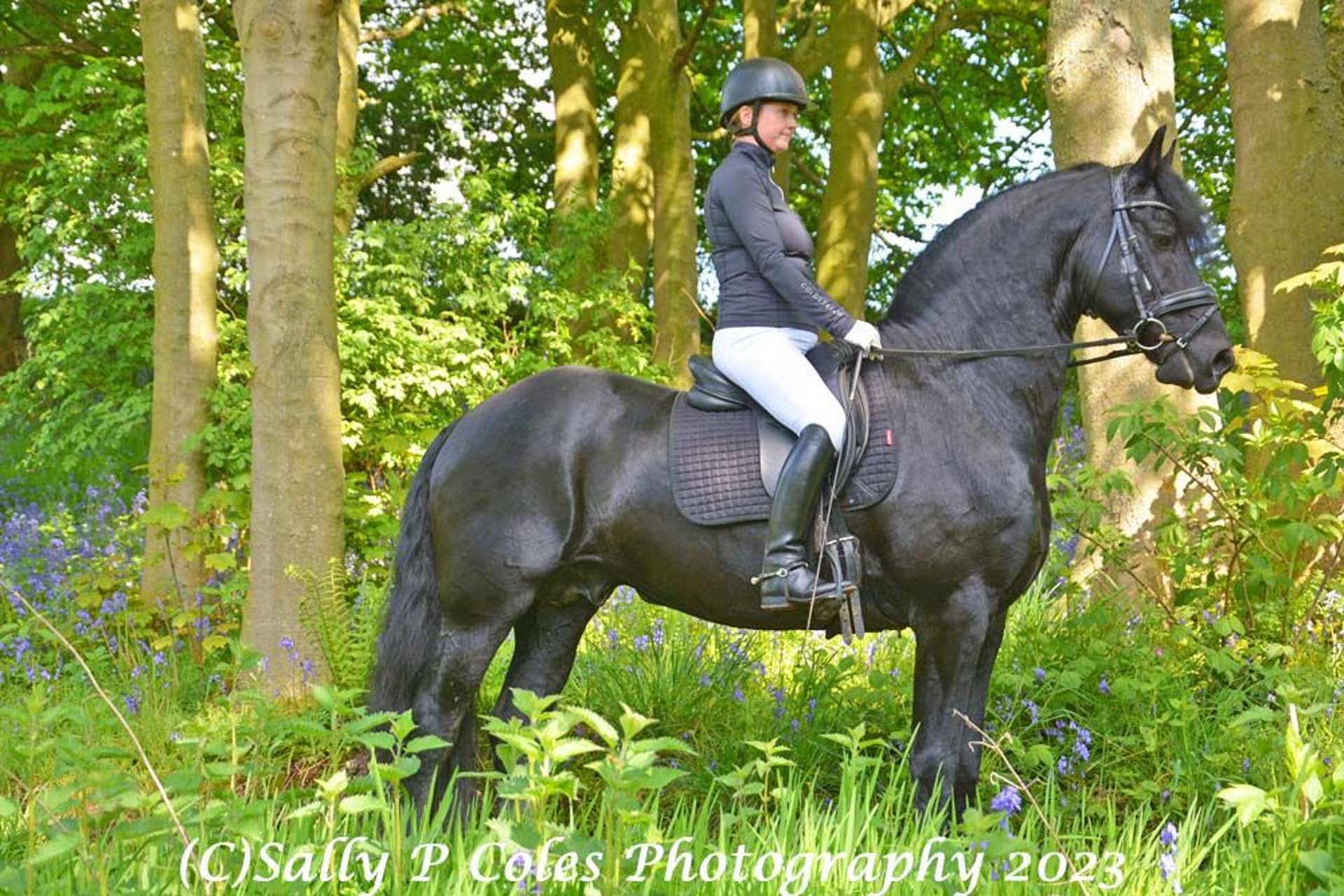 Friesen Hengst 11 Jahre Rappe in Northallerton