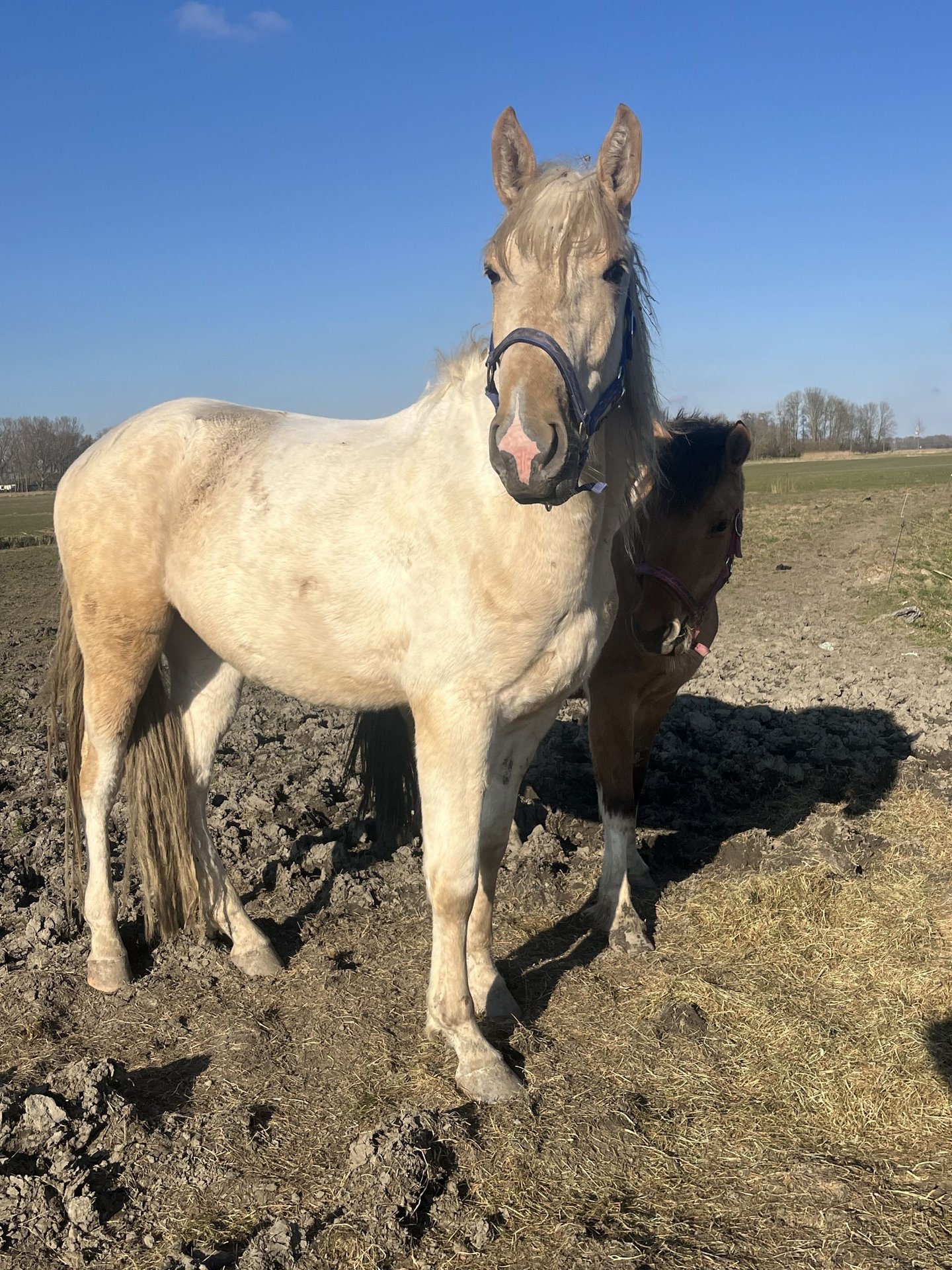 Kinsky-Pferd Mix Wallach 3 Jahre 168 cm Schecke in Aldeboarn