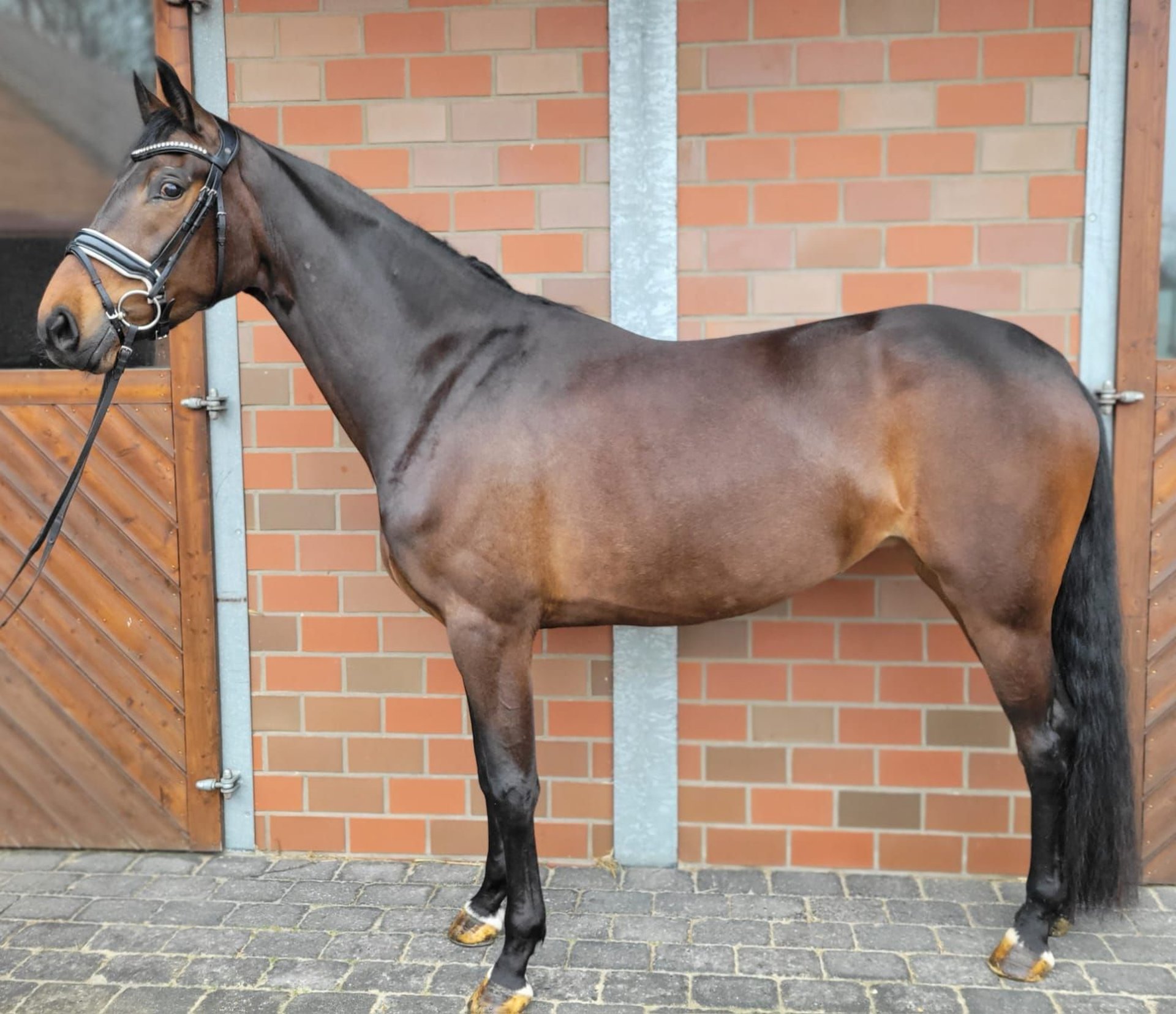 Oldenburg Mare 4 years 16,1 hh Bay-Dark in Vechta
