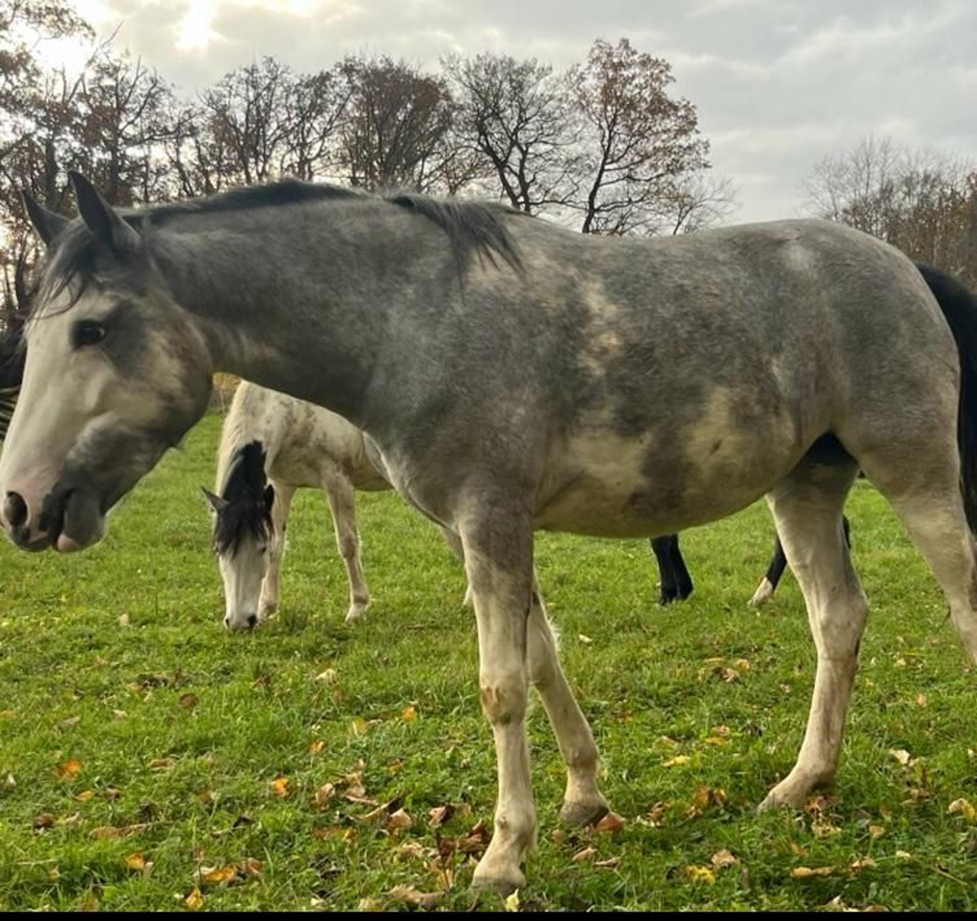 Criollo Stute 3 Jahre 148 cm Overo-alle-Farben in Sommerkahl