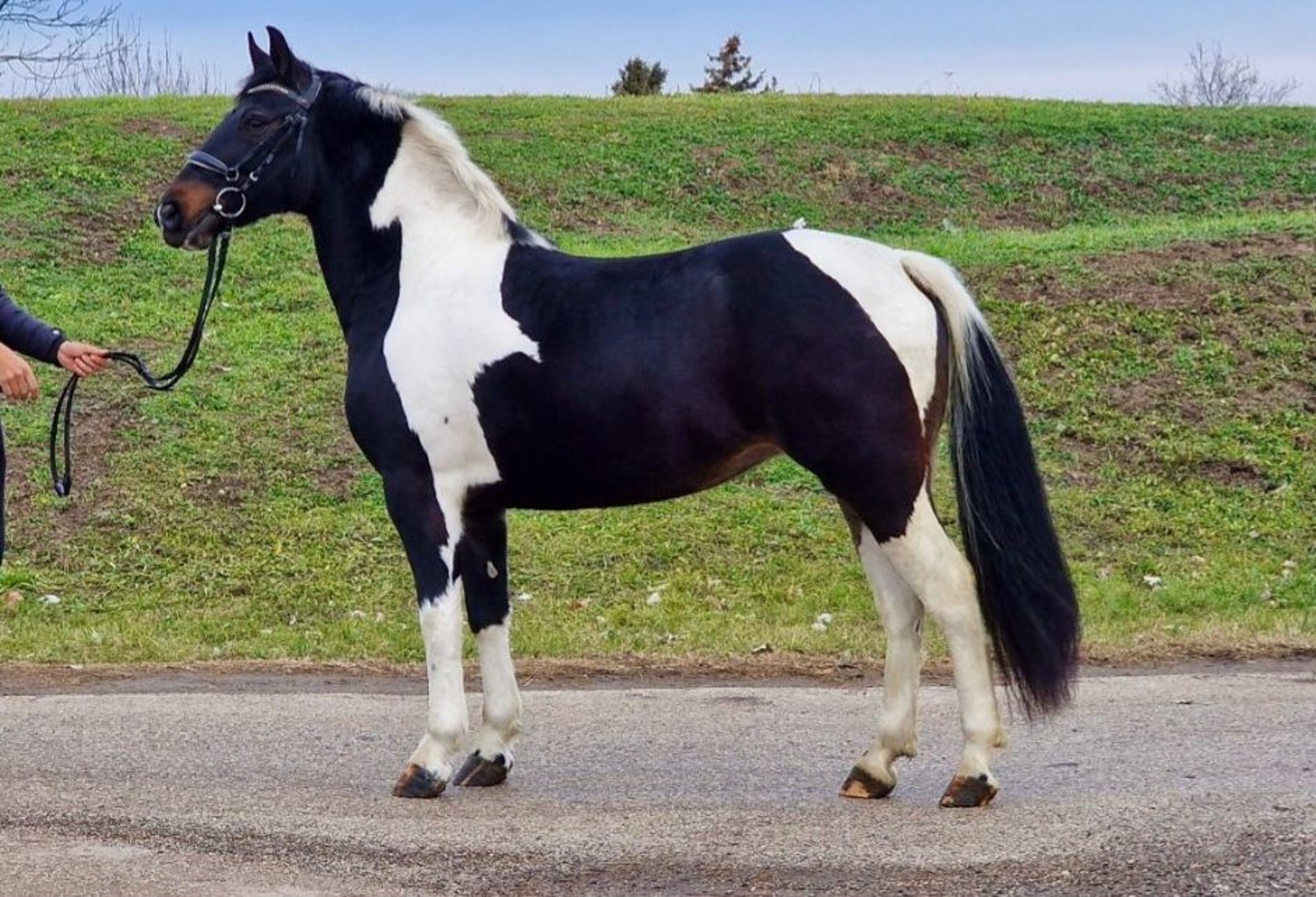 Weitere Ponys/Kleinpferde Stute 4 Jahre 140 cm Schecke in Straßwalchen