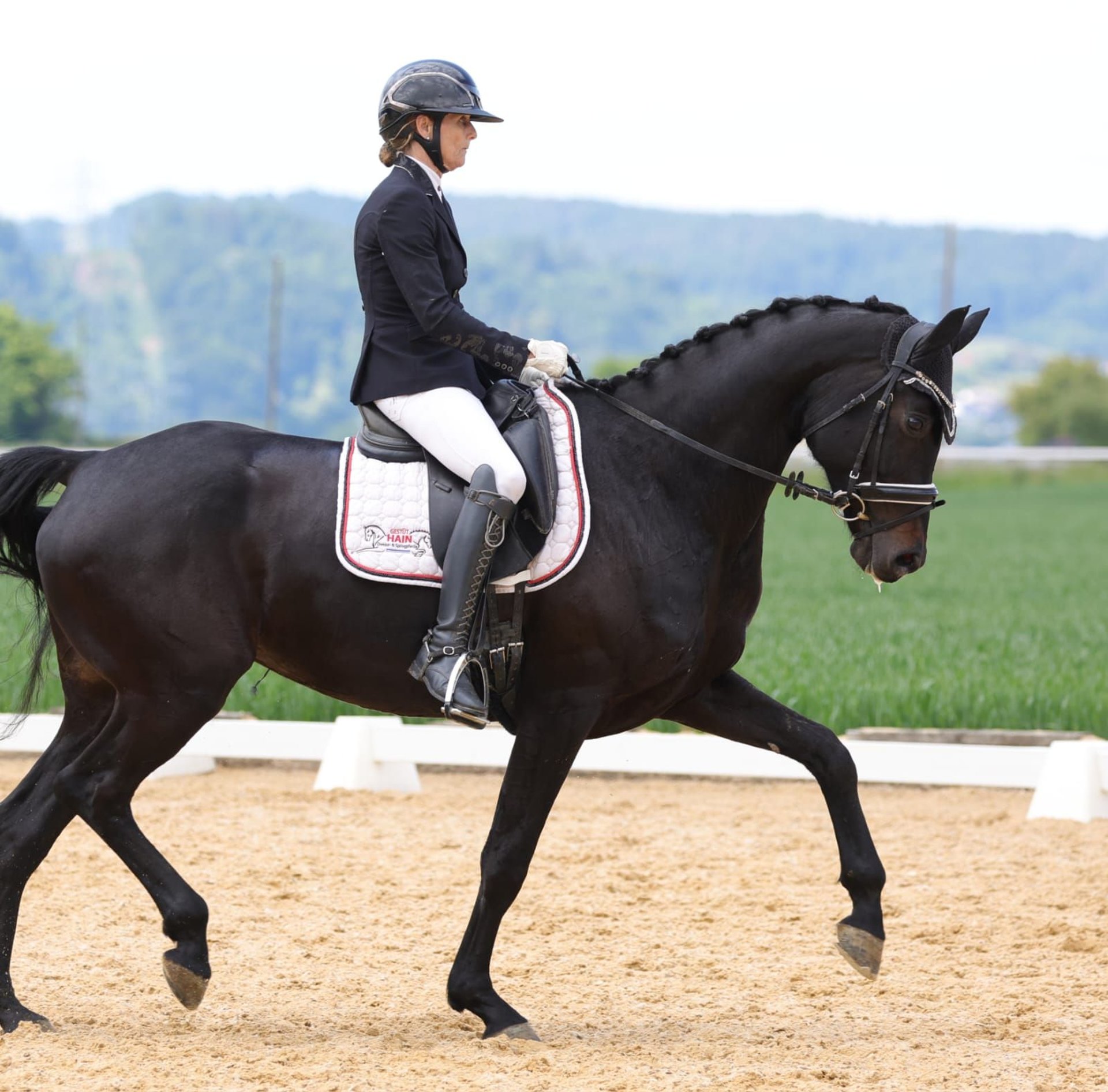 Oldenburger Stute 6 Jahre 172 cm Rappe in Sankt Wolfgang