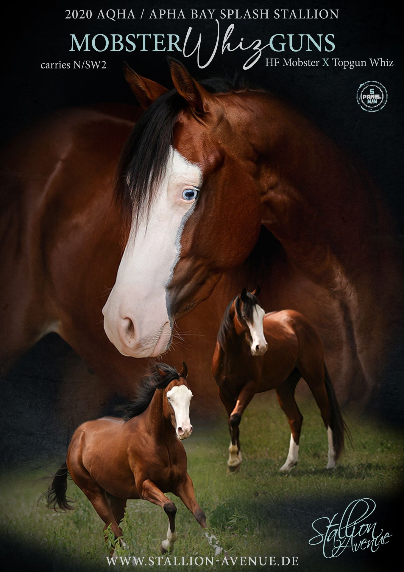 MOBSTER WHIZ GUNS American Quarter Horse Stallion Brown in Waldshut-Tiengen