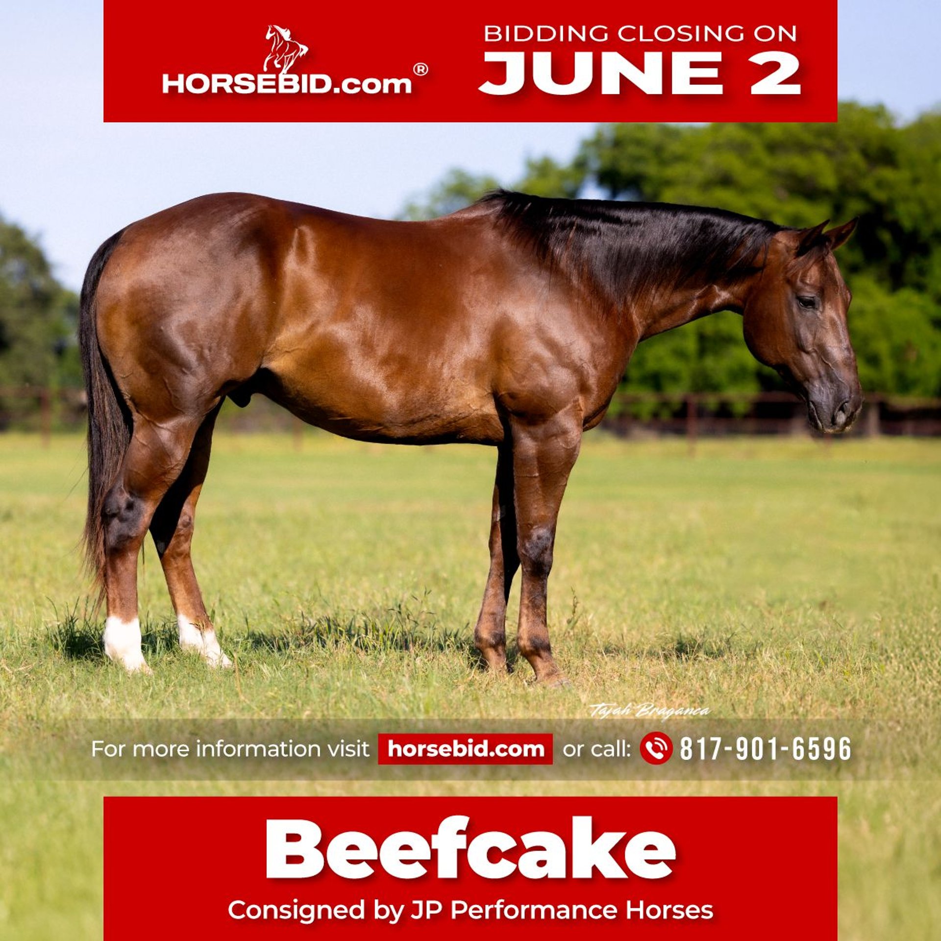 American Quarter Horse Gelding 10 years 16 hh Sorrel in Weatherford, TX